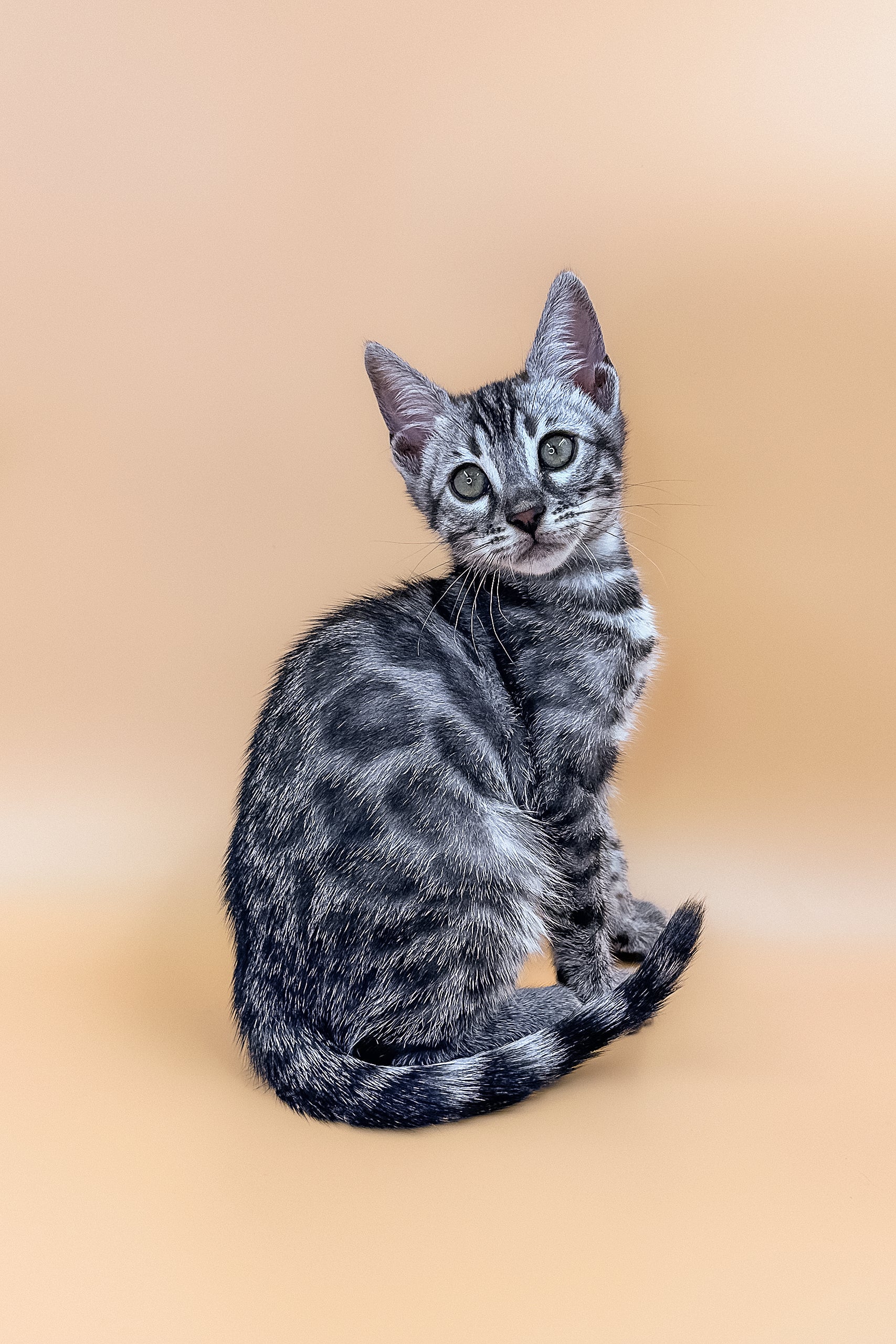 Zeus the Bengal Kitten Silver Tabby Blue Eyes