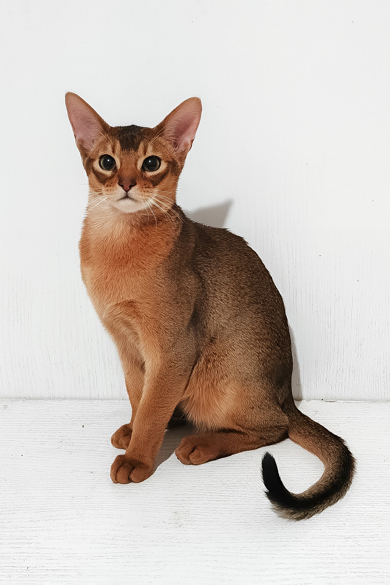 Douglas Abyssinian Kitten with Ruddy Fur & Green Eyes