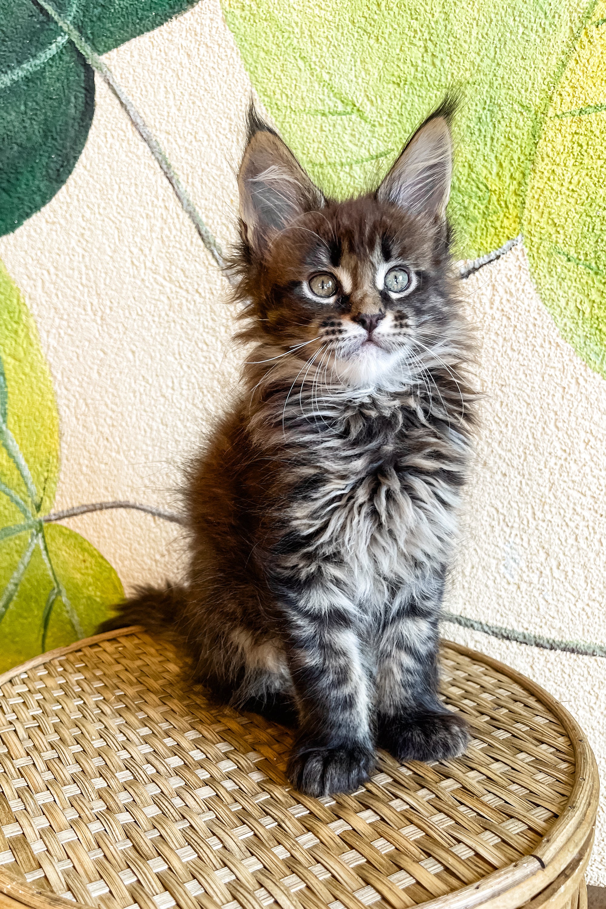 Eeren the Charming Maine Coon Kitten