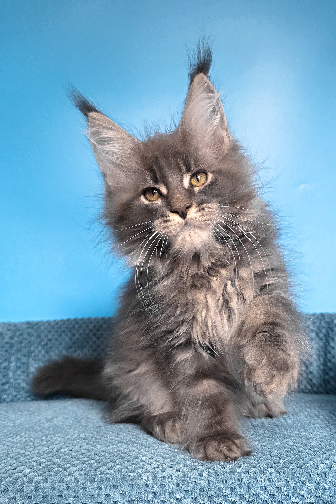 Robin Maine Coon Elegant Charm with Yellow Eyes