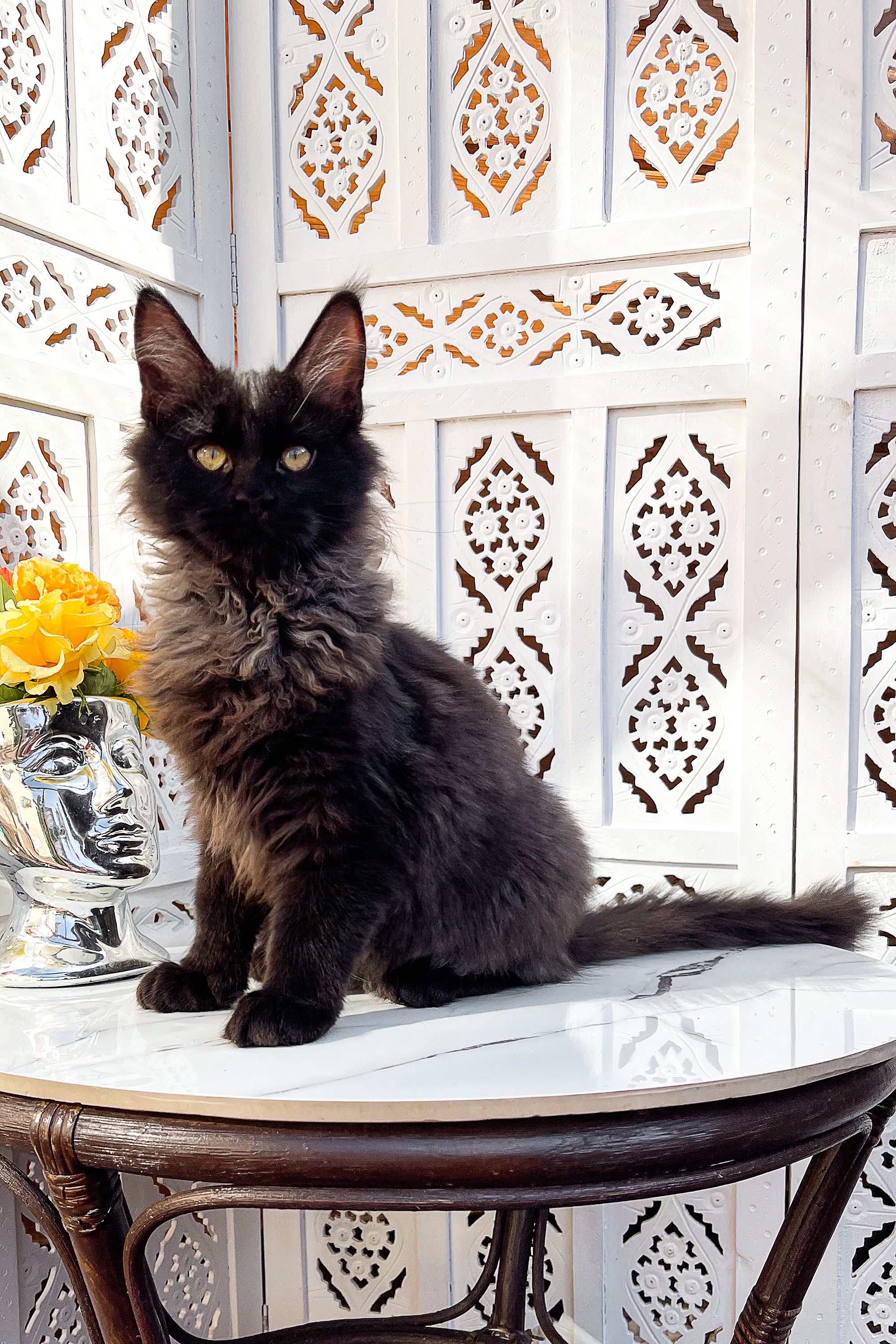 Adopt your Sweet Maine Coon Kitten, Samson! – Purebred Kitties