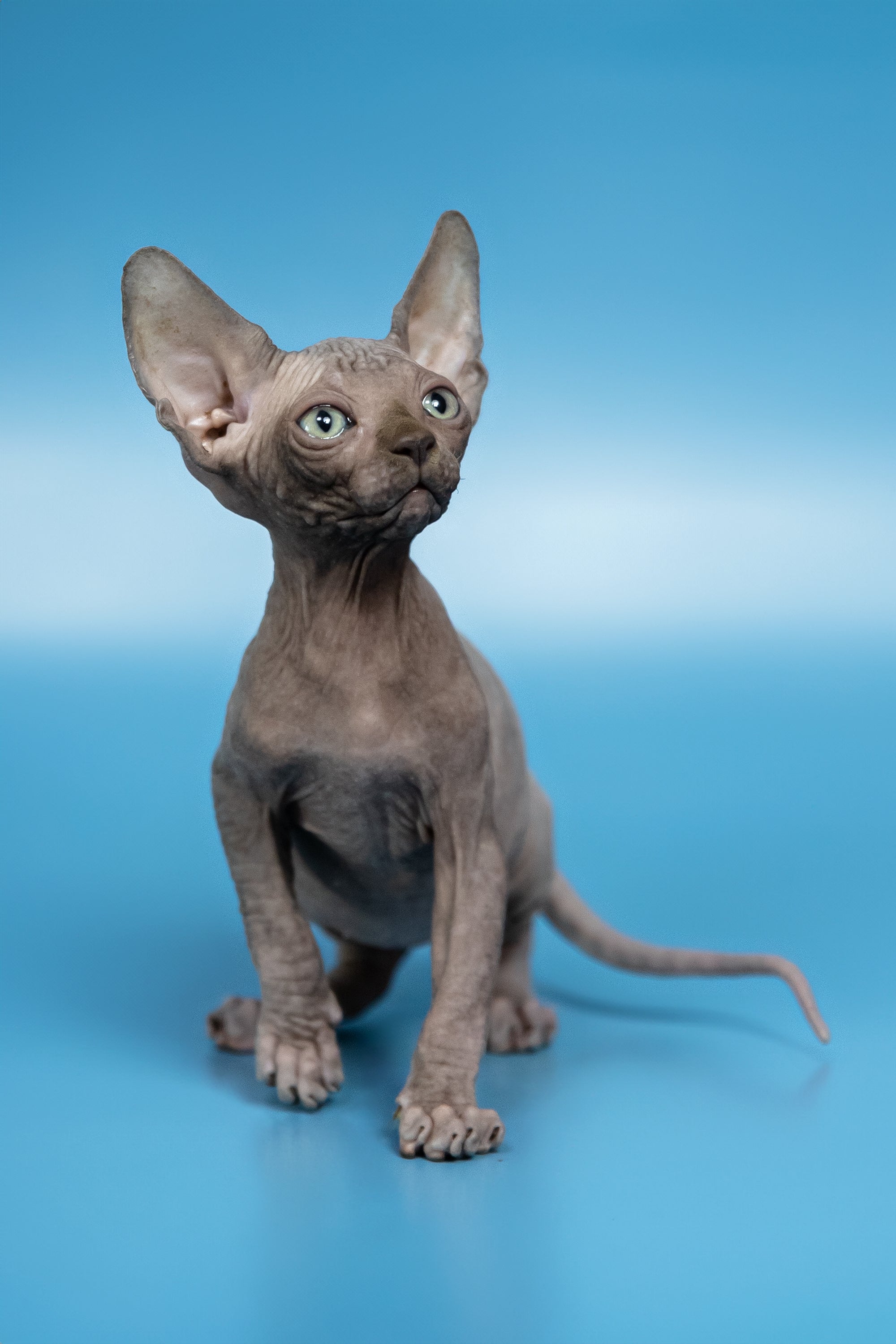 Cimba Canadian Sphynx Kitten Your Future Furry Friend