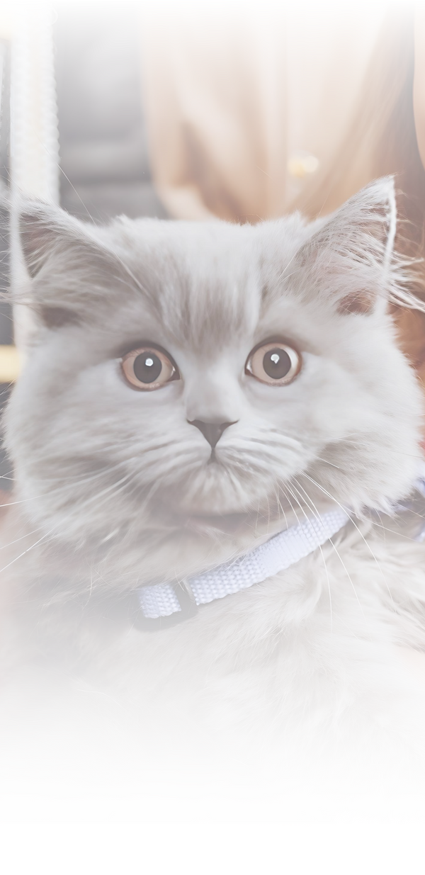 Cat Breeds List with Pictures