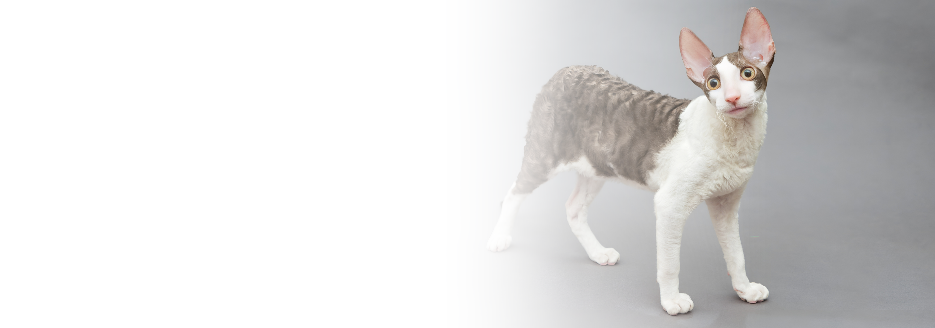 Cornish Rex Kittens For Sale - Find Your Dream Kitten