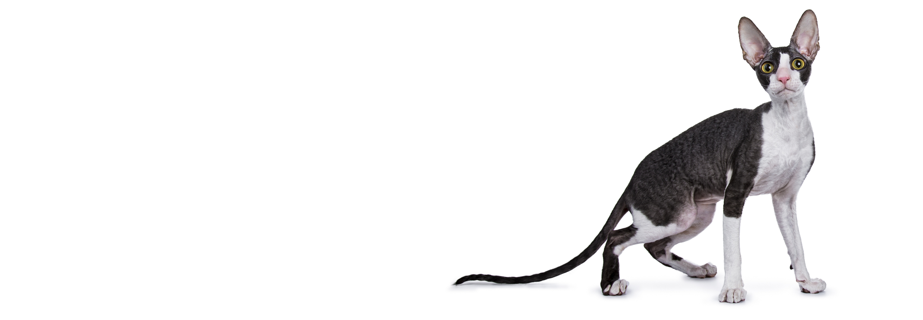 Cornish Rex Kittens For Sale - Adopt Yours Today – Purebred Kitties