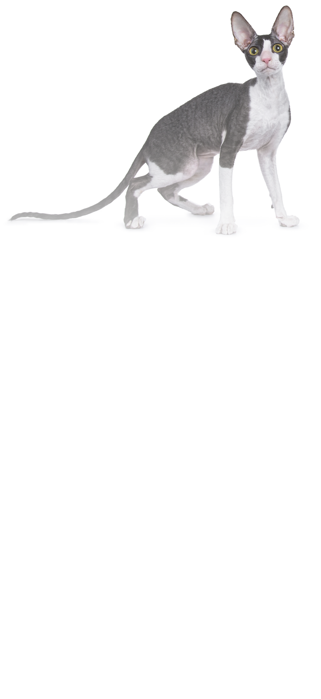 Cornish Rex Kittens For Sale - Find Your Dream Kitten