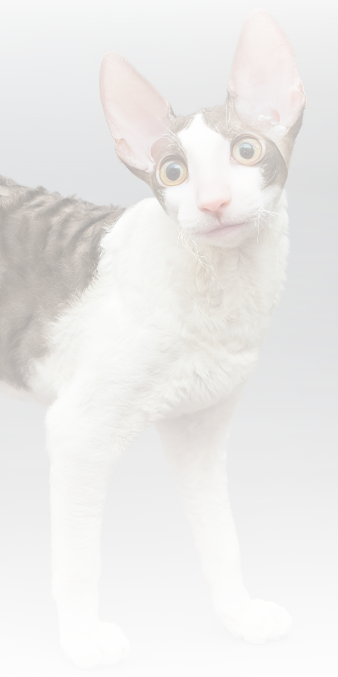 Cornish Rex Kittens For Sale in the United States: Cornish Rex Kitten ...