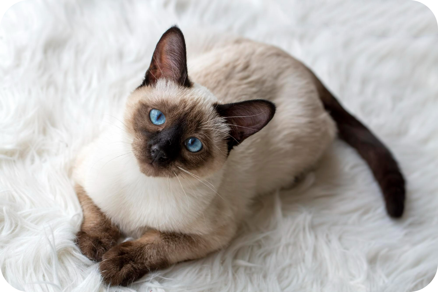 Unlock The Mystique Of Siamese Cats A Complete Care And Personality Guide Unlock The Mystique Of Siamese Cats A Complete Care And Personality Guide