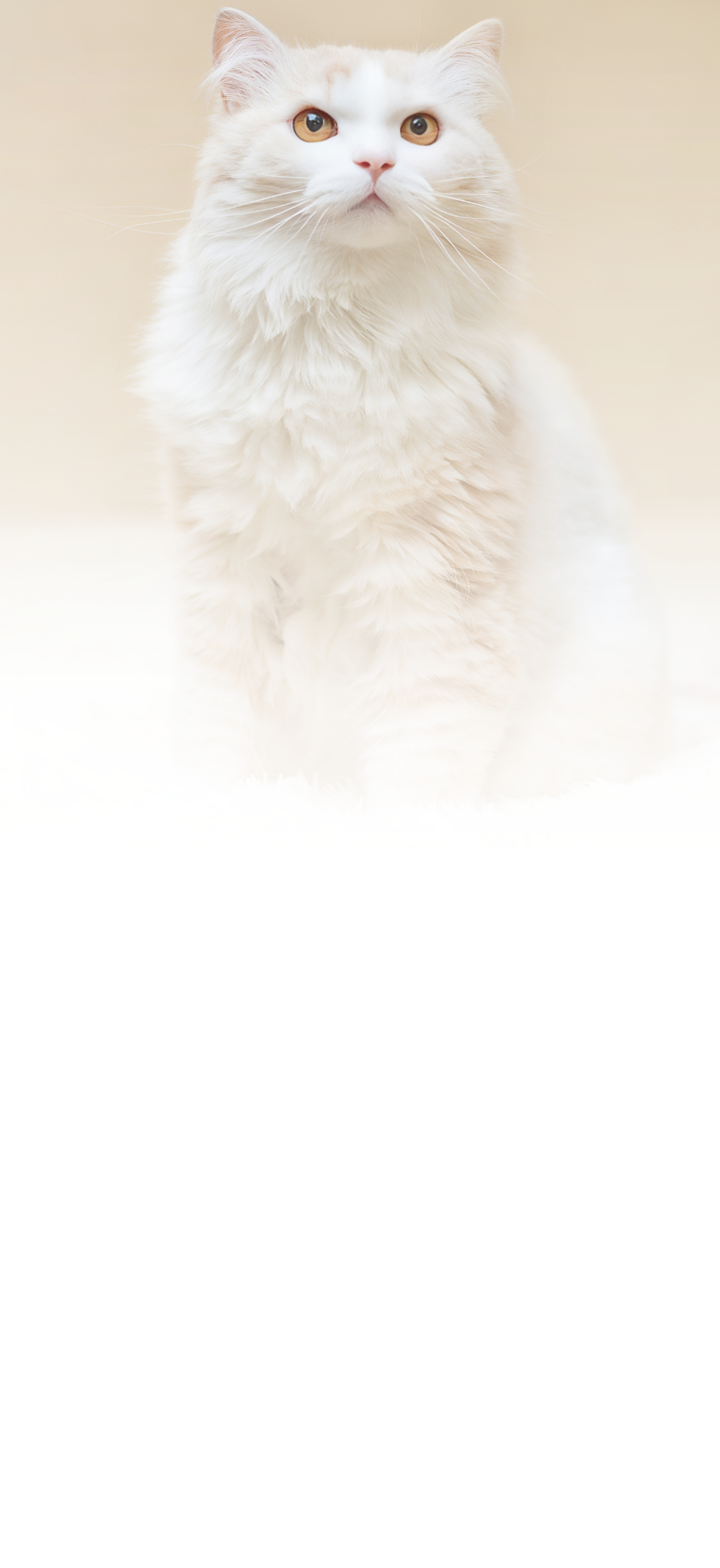 Turkish Angora Kittens For Sale - Find Your Dream Kitten