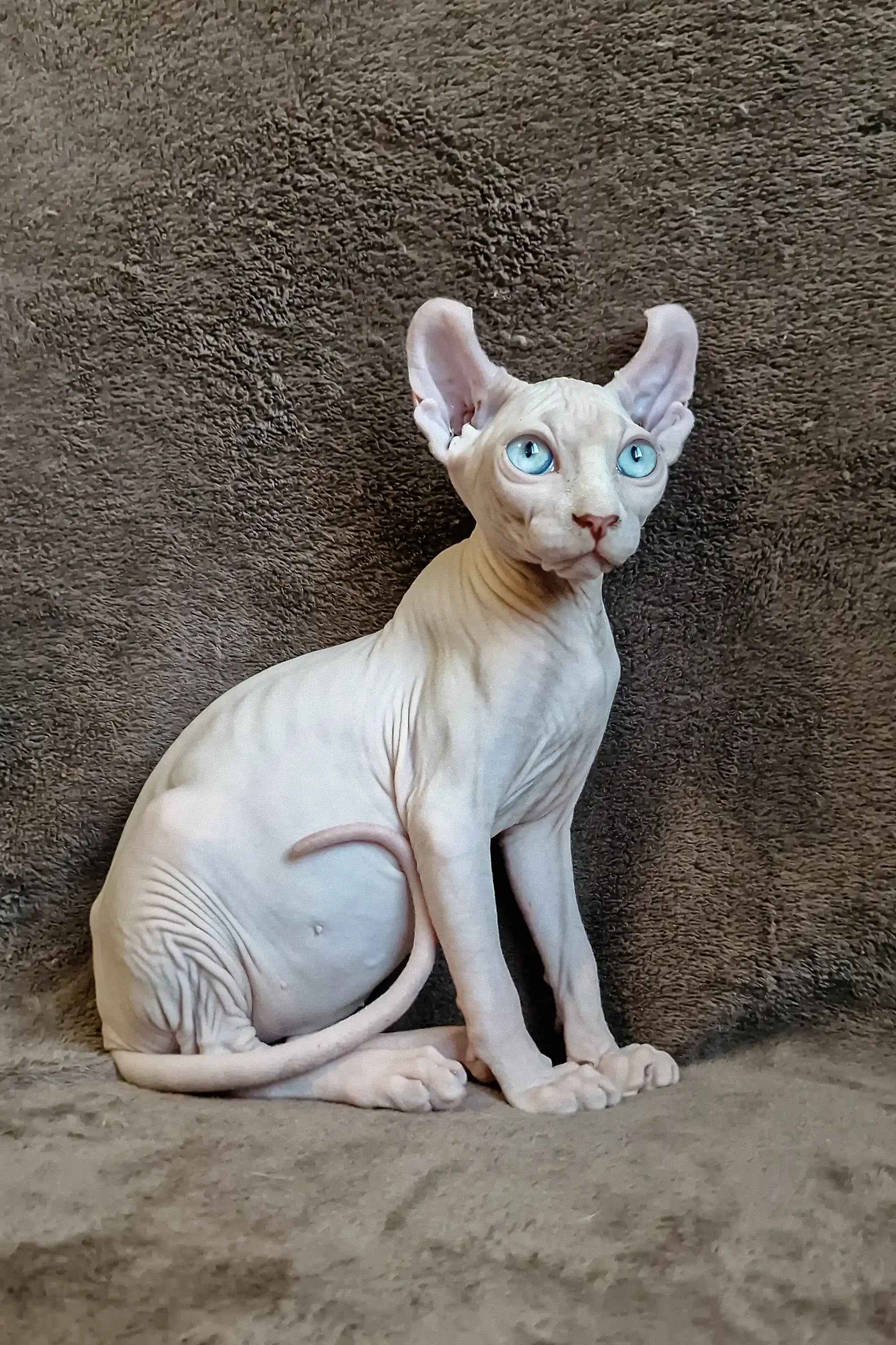 Aelita Elf Sphynx Kitten Blue-eyed Cuddle Buddy