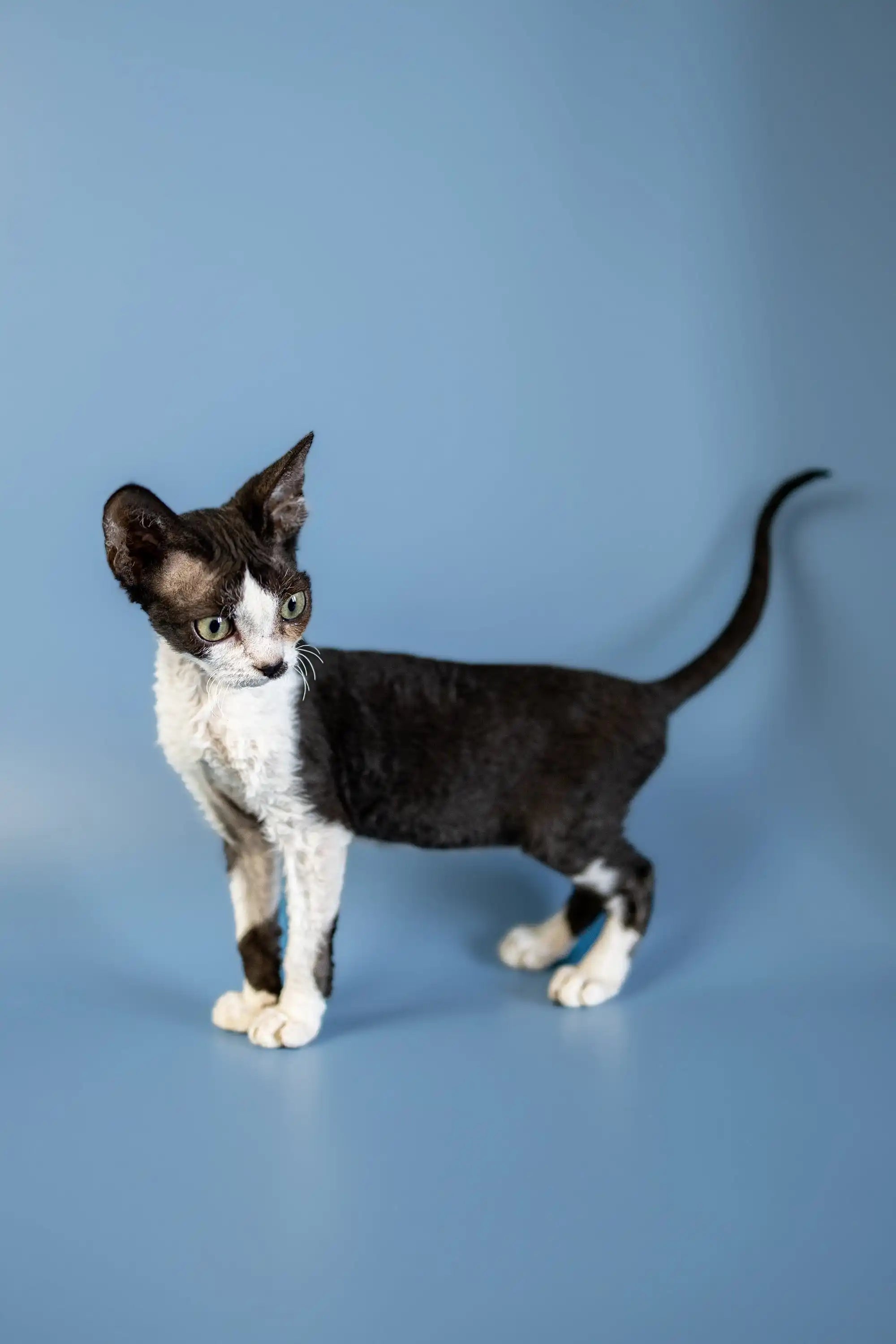 Fall for Agata, the Enchanting Devon Rex Kitten – Purebred Kitties