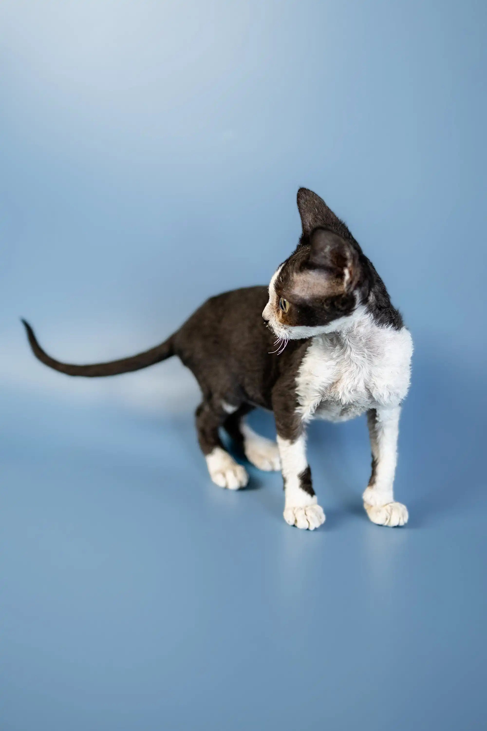 Fall for Agata, the Enchanting Devon Rex Kitten – Purebred Kitties