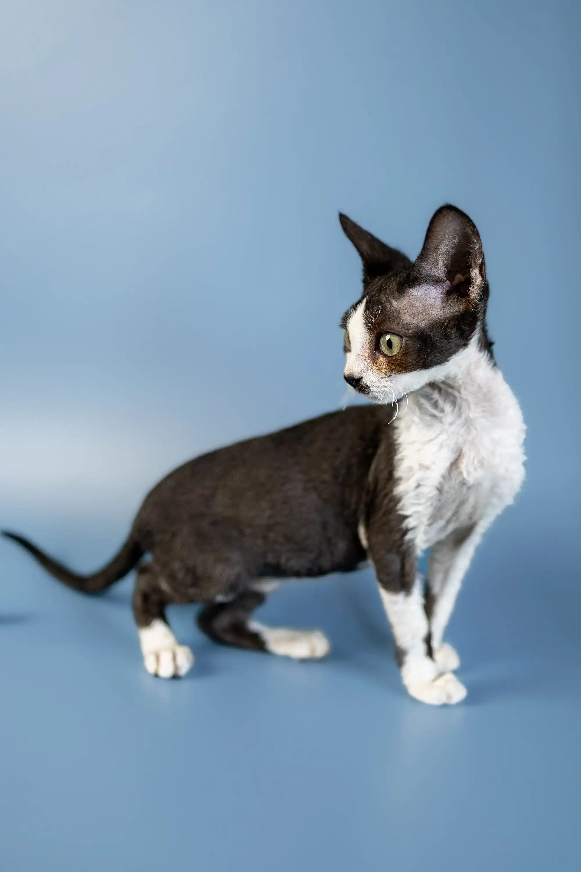 Fall for Agata, the Enchanting Devon Rex Kitten – Purebred Kitties