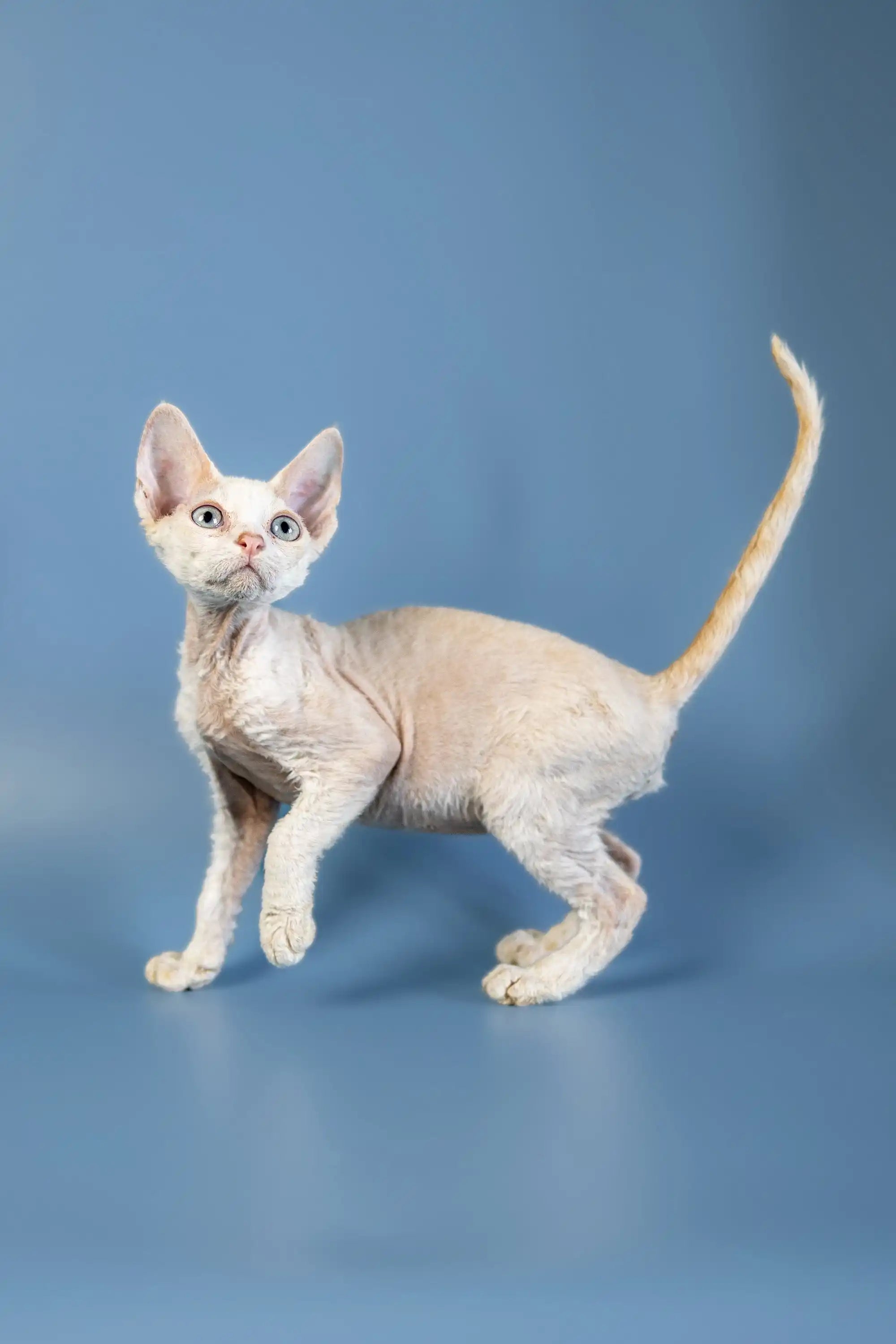 Meet Alan the Adorable Devon Rex Kitten