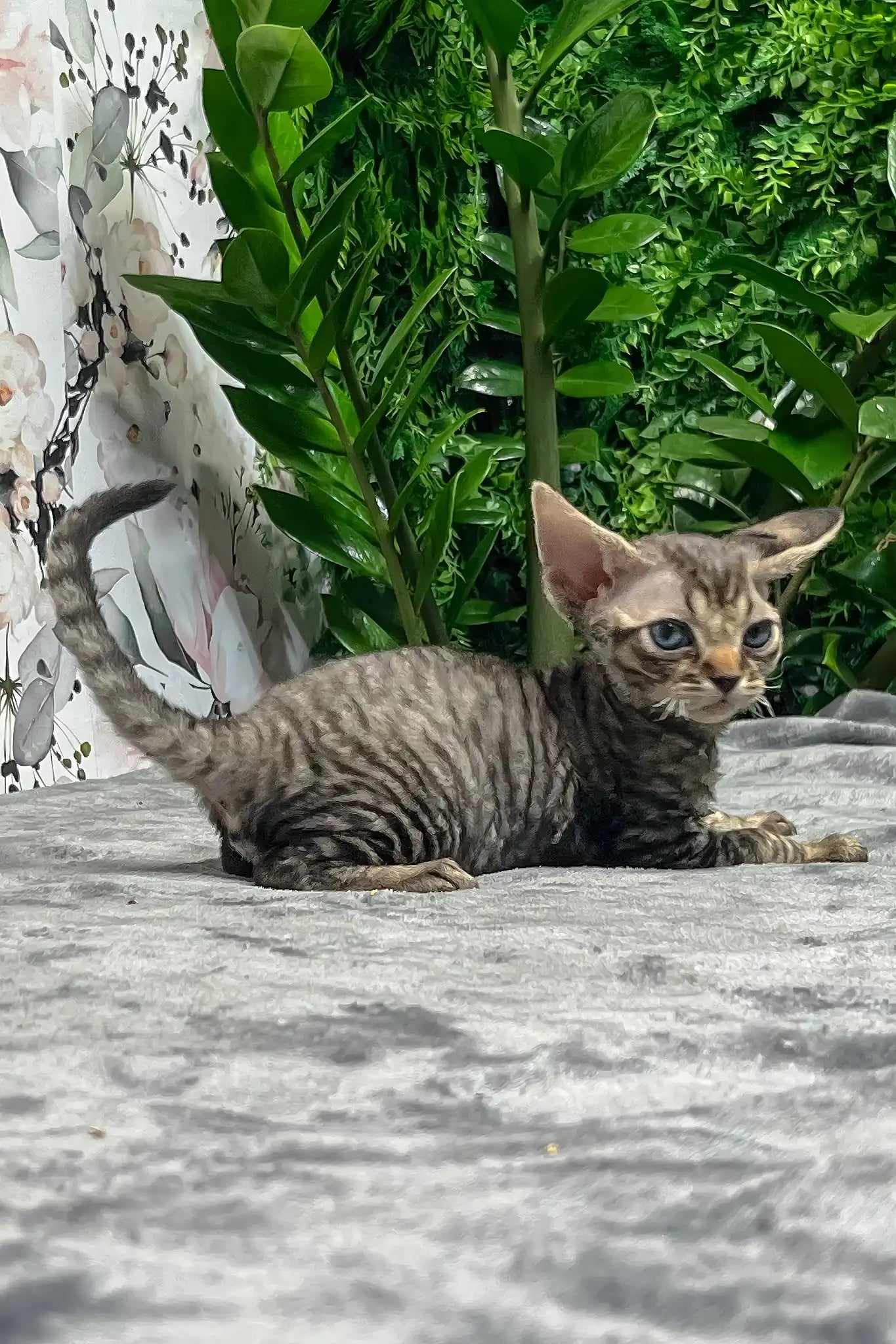 Adopt Alberto Lovable Devon Rex Kitten with Big Ears