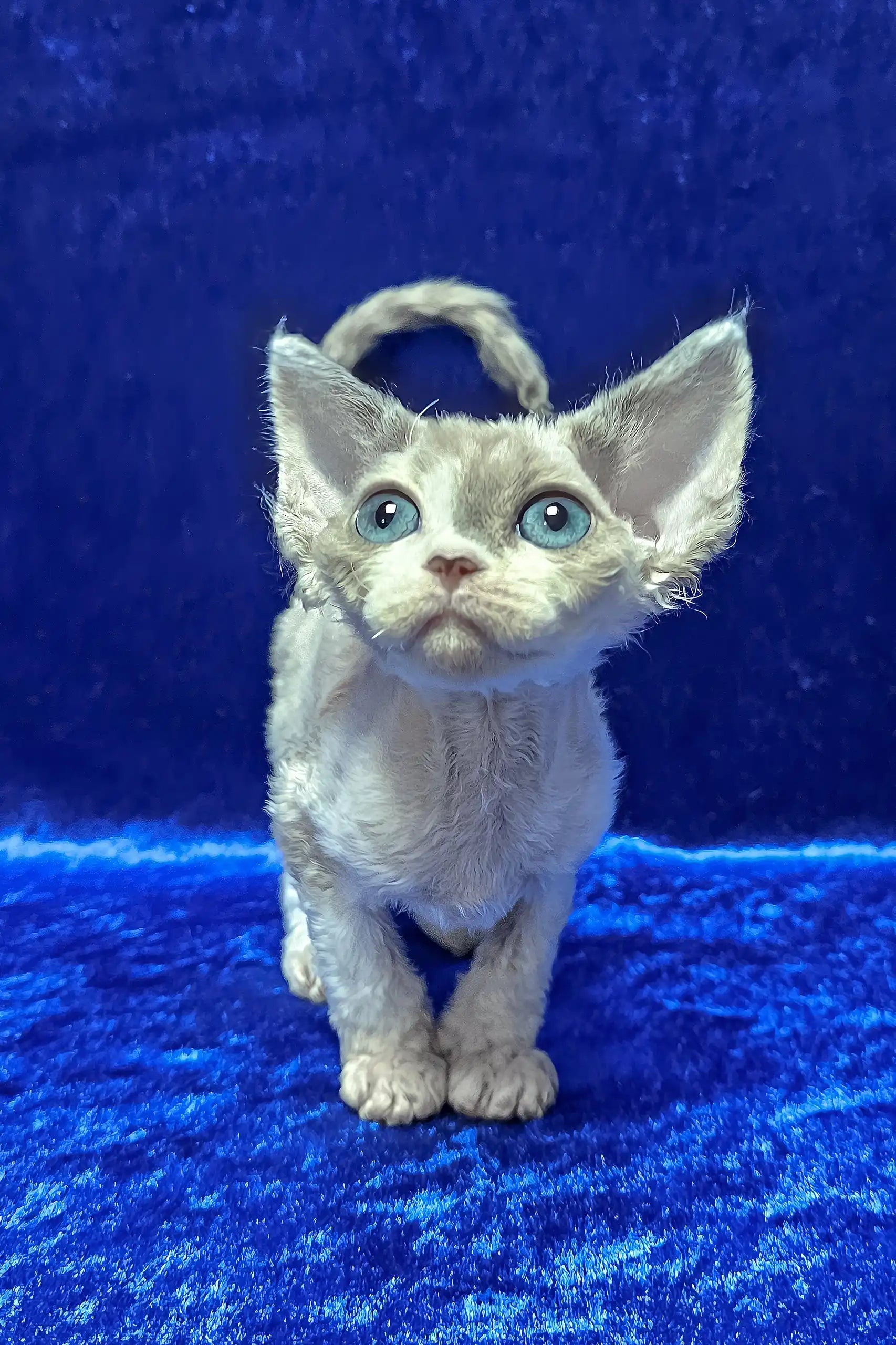 Alea the Lovable Blue Tortoise Bicolor Point Devon Rex Kitten