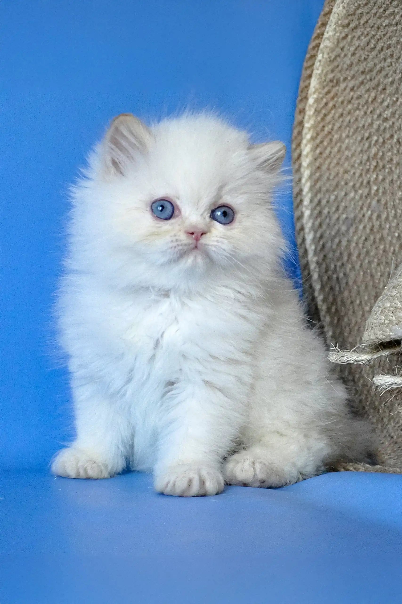 Alex the Persian Kitten Fluffy Charm Awaits