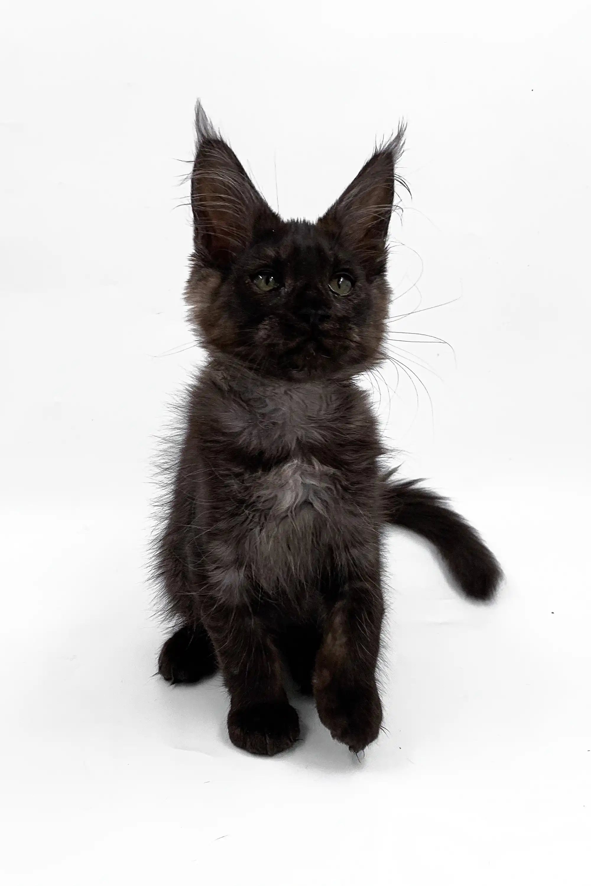 Adopt Alton Black Maine Coon Kitten with Green Eyes