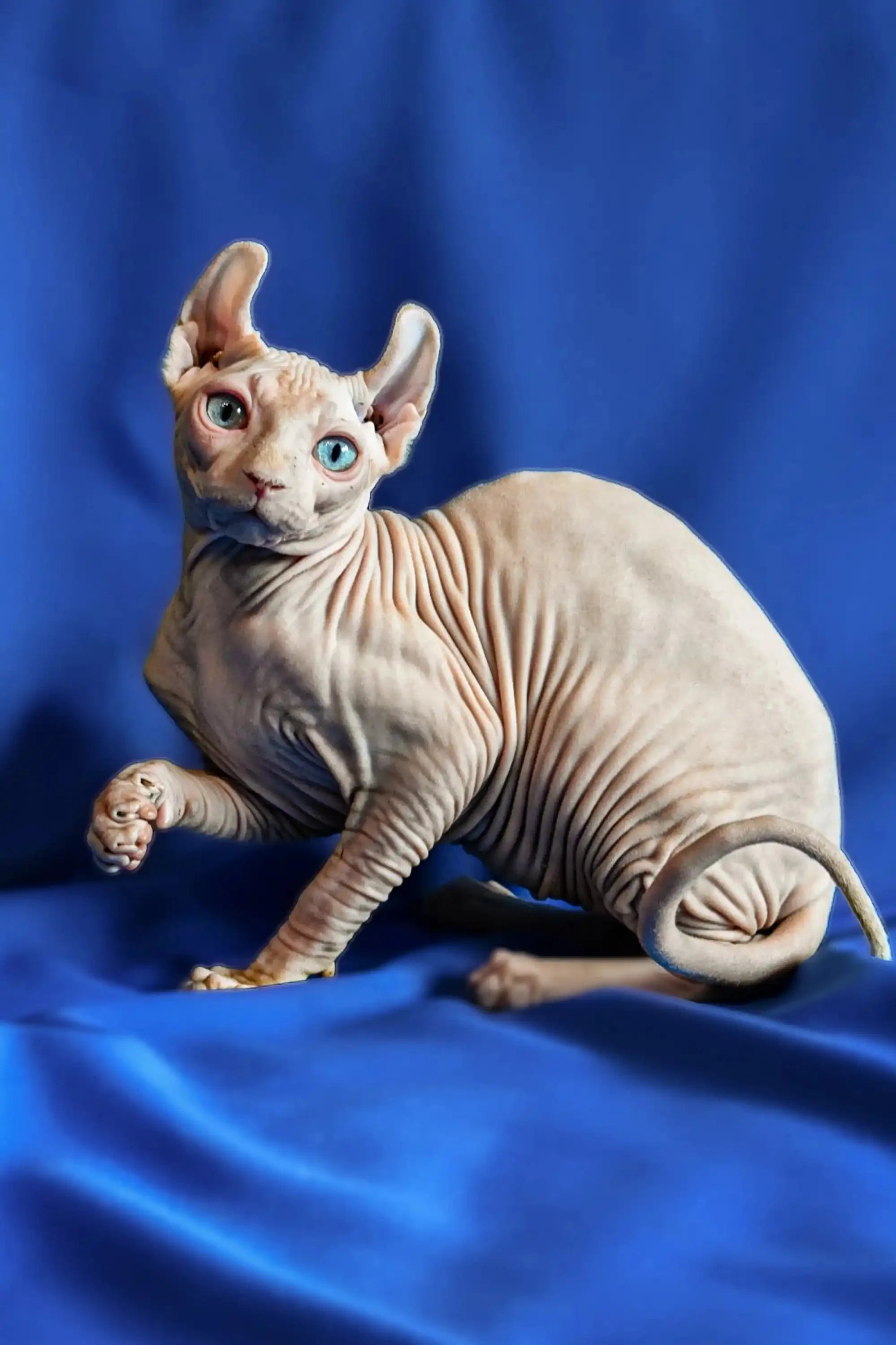 Amadeus Elf Kitten Love Blue-Eyed Sphynx Joy