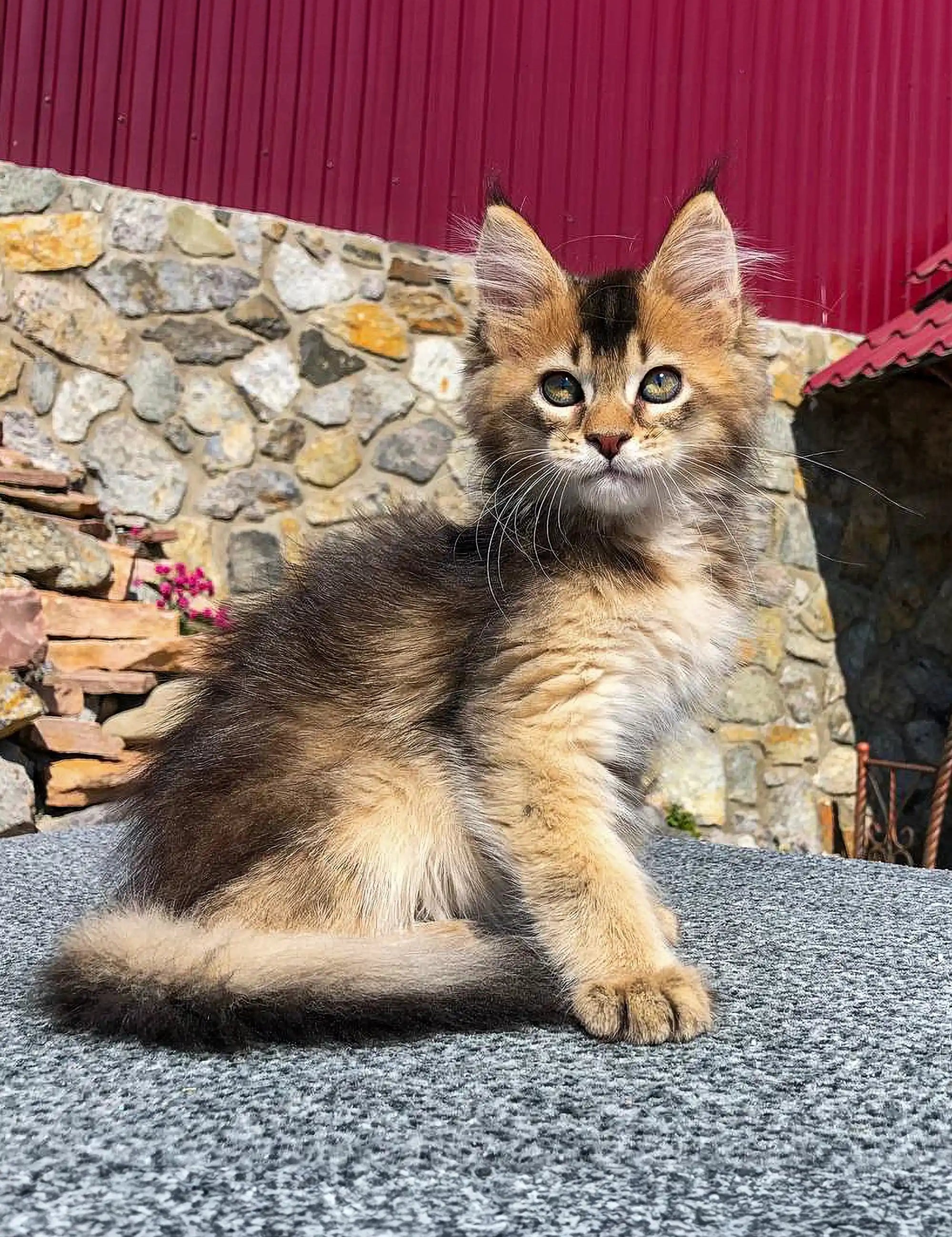 Ultimate Maine Coon Cat Guide: Care Tips, Traits, and FAQs – Purebred ...