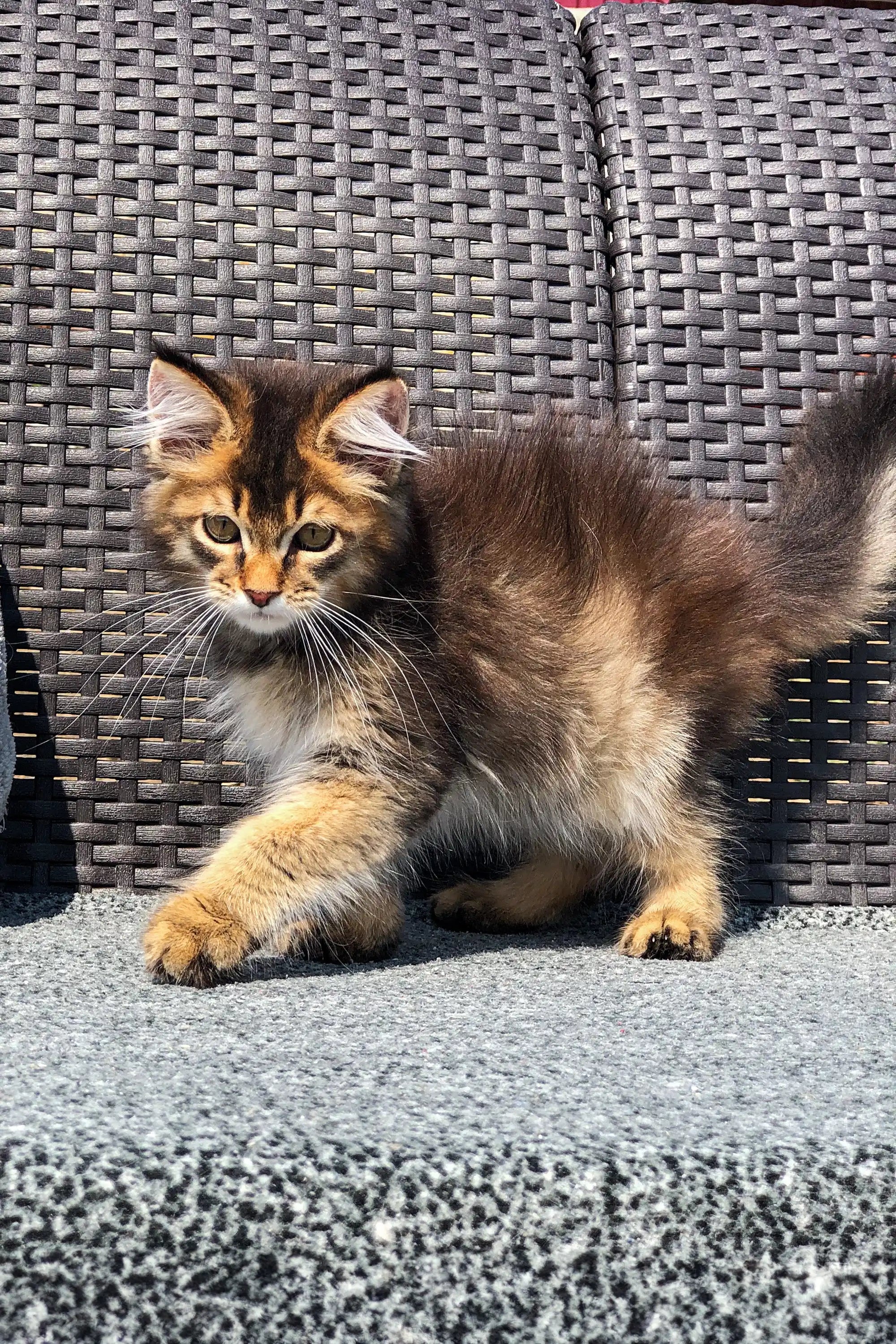 Amazonia Golden Maine Coon Kitten with Hazel Eyes