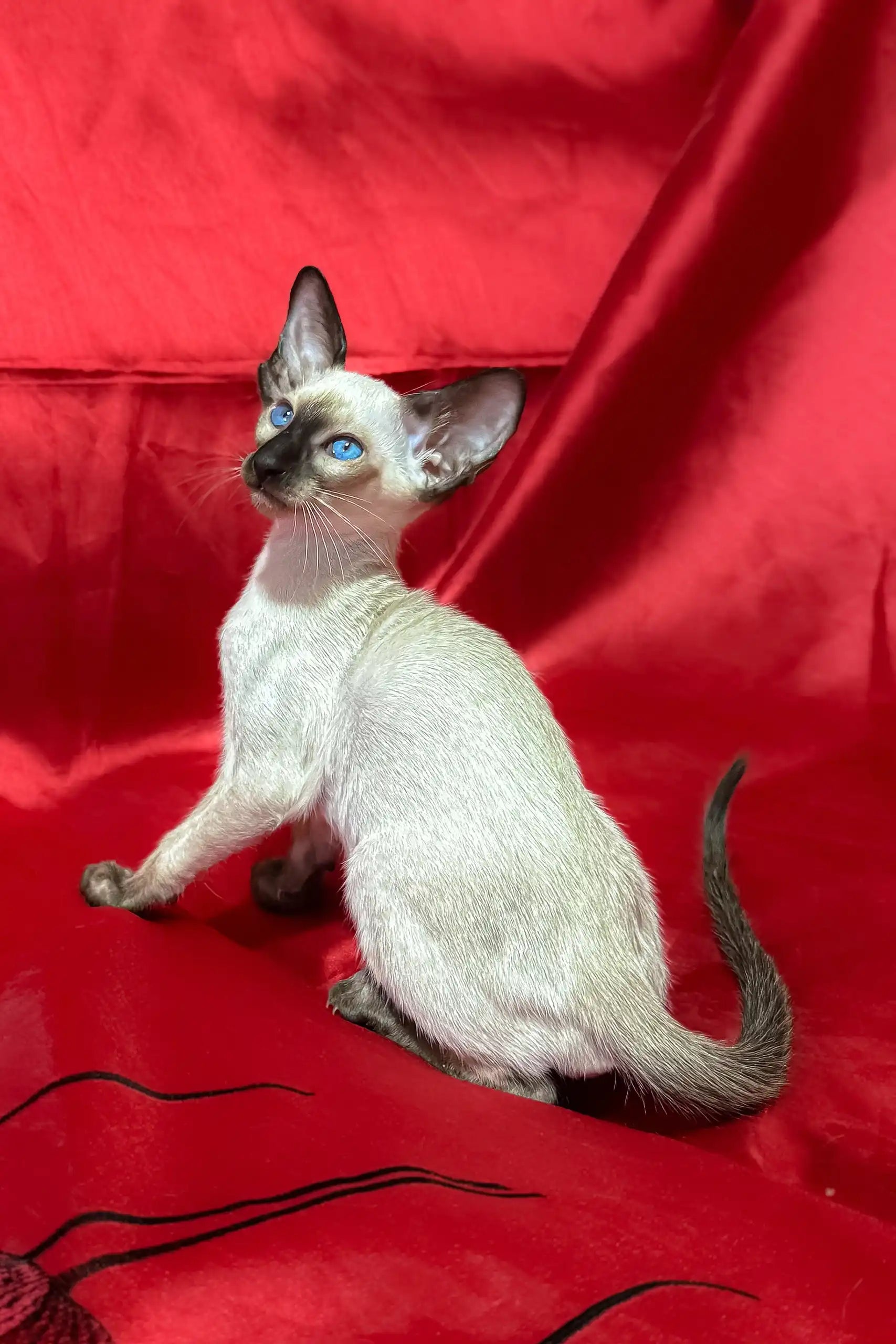 Amelia Oriental Shorthair Kitten Blue Eyes