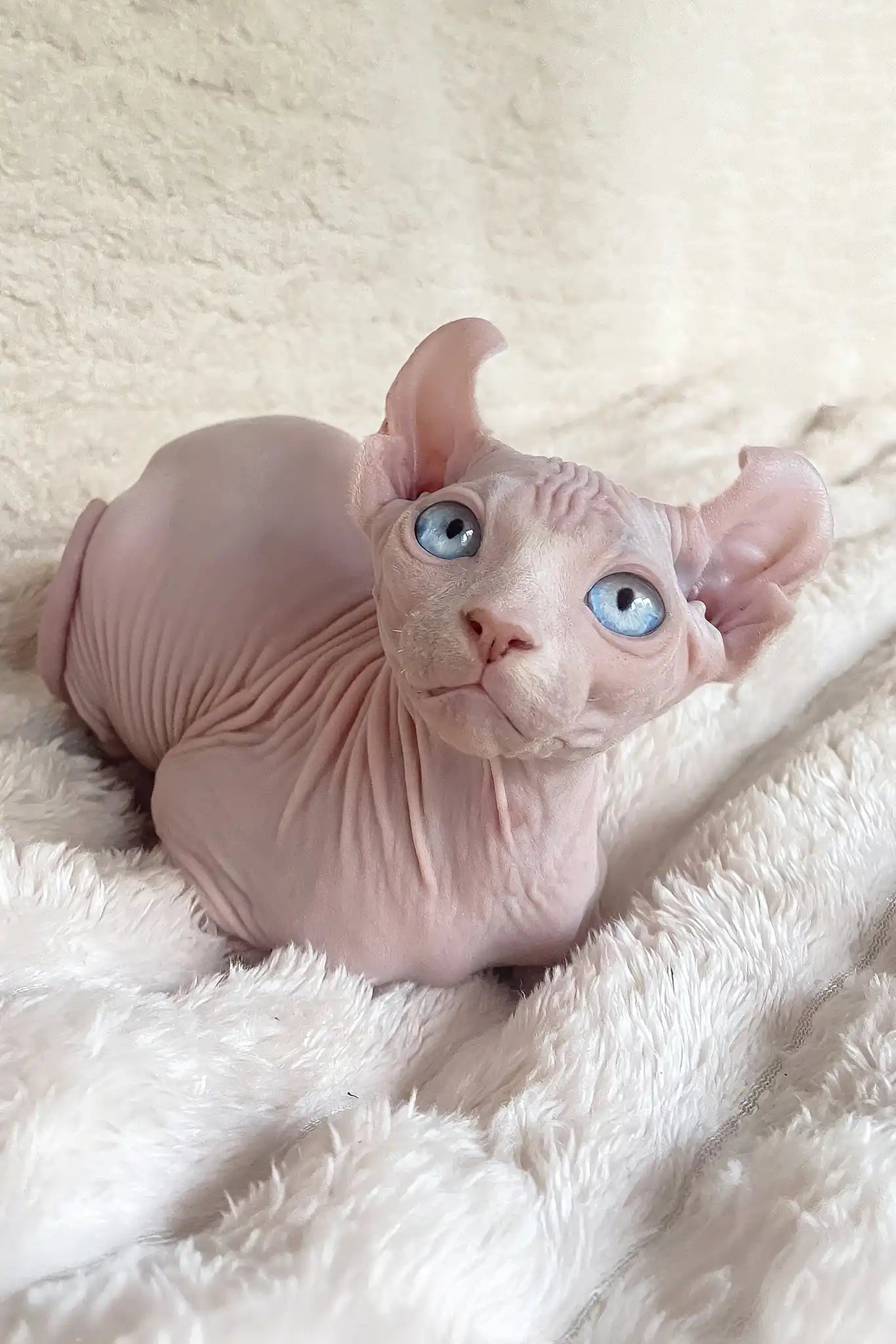 Amulet | Luxurious Hairless Elf Sphynx Kitten