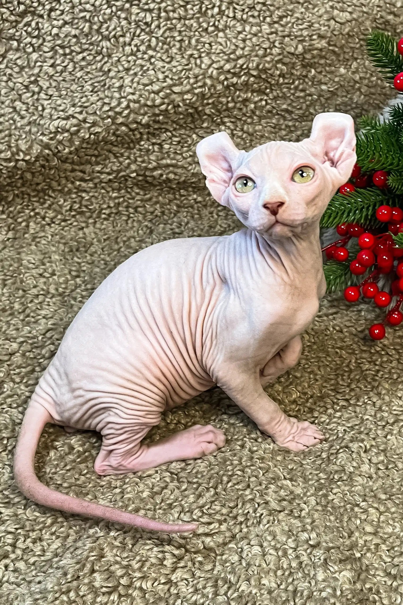 Amur Elf Sphynx Kitten Love at First Sight