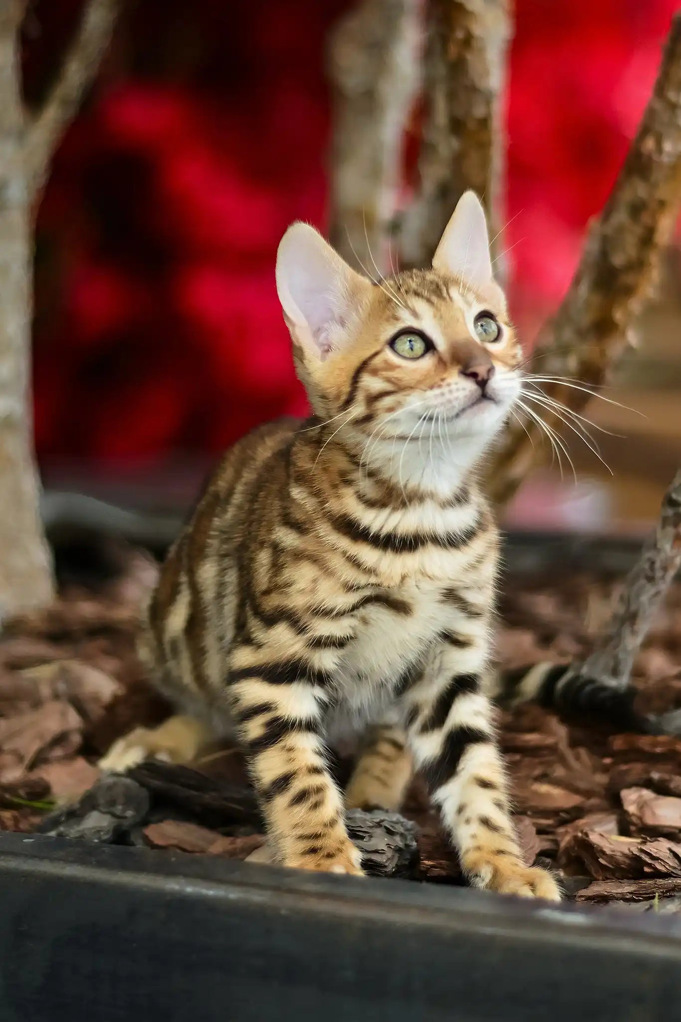 Meet Angel Bengal Kitten with Captivating Green Eyes