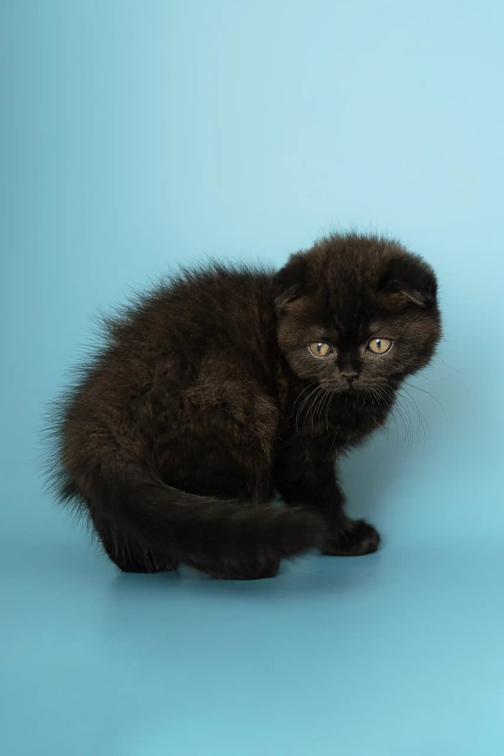 Adopt Anna, the Charismatic Black Scottish Fold