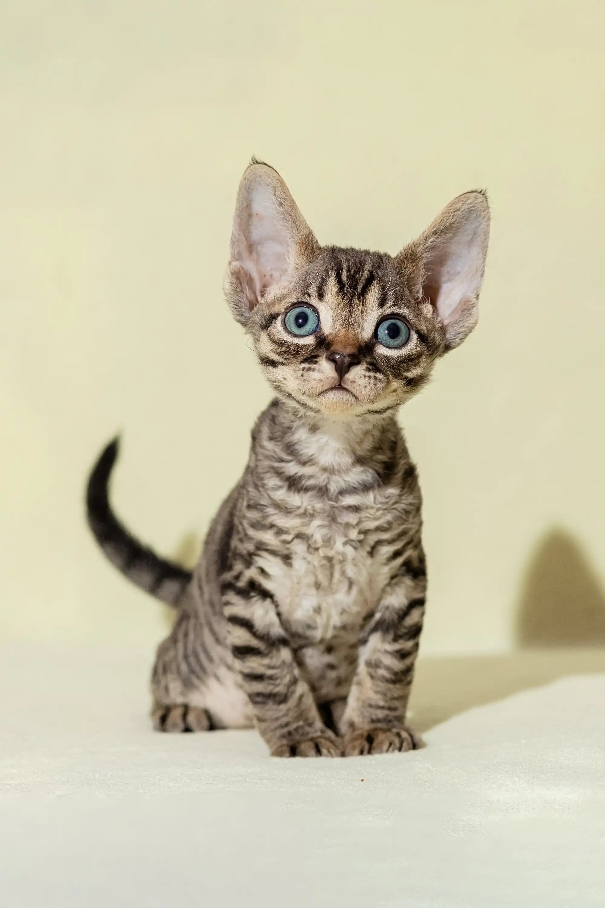 Archi Devon Rex Kitten With Spotted Tabby Coat