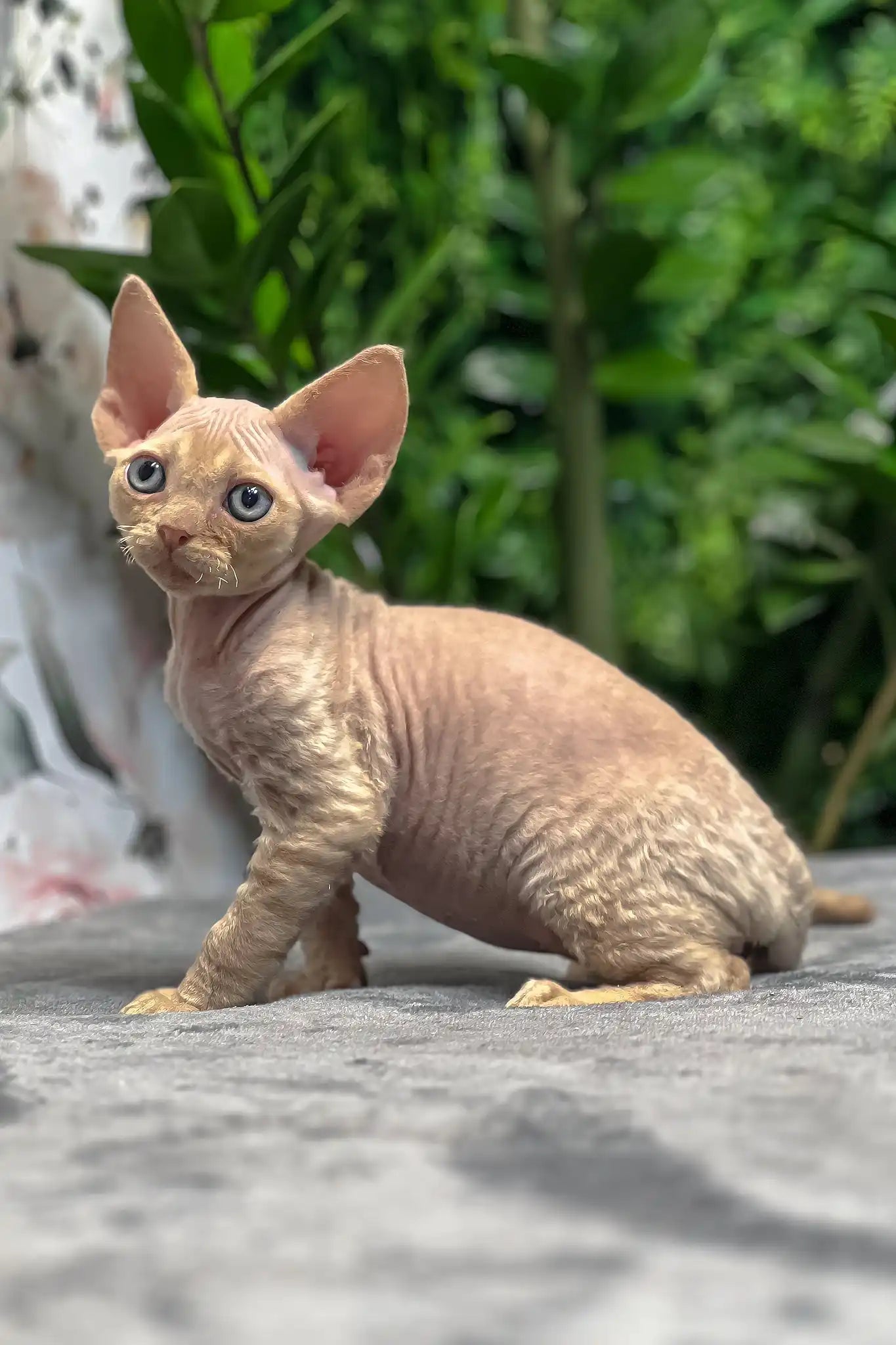 Archie the Charming Devon Rex Kitten
