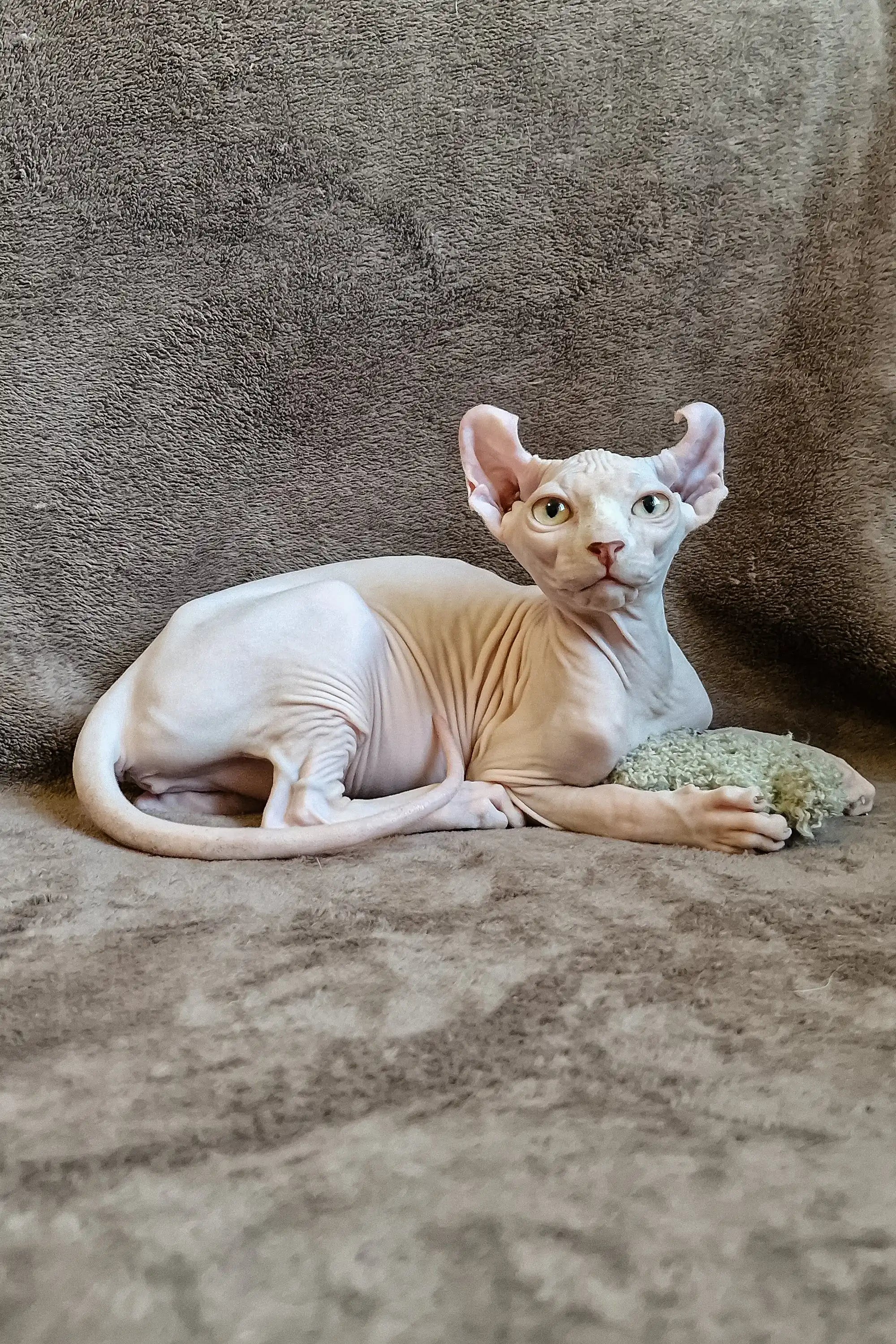 Ariel the Elf Sphynx Kitten Lovingly Awaits You