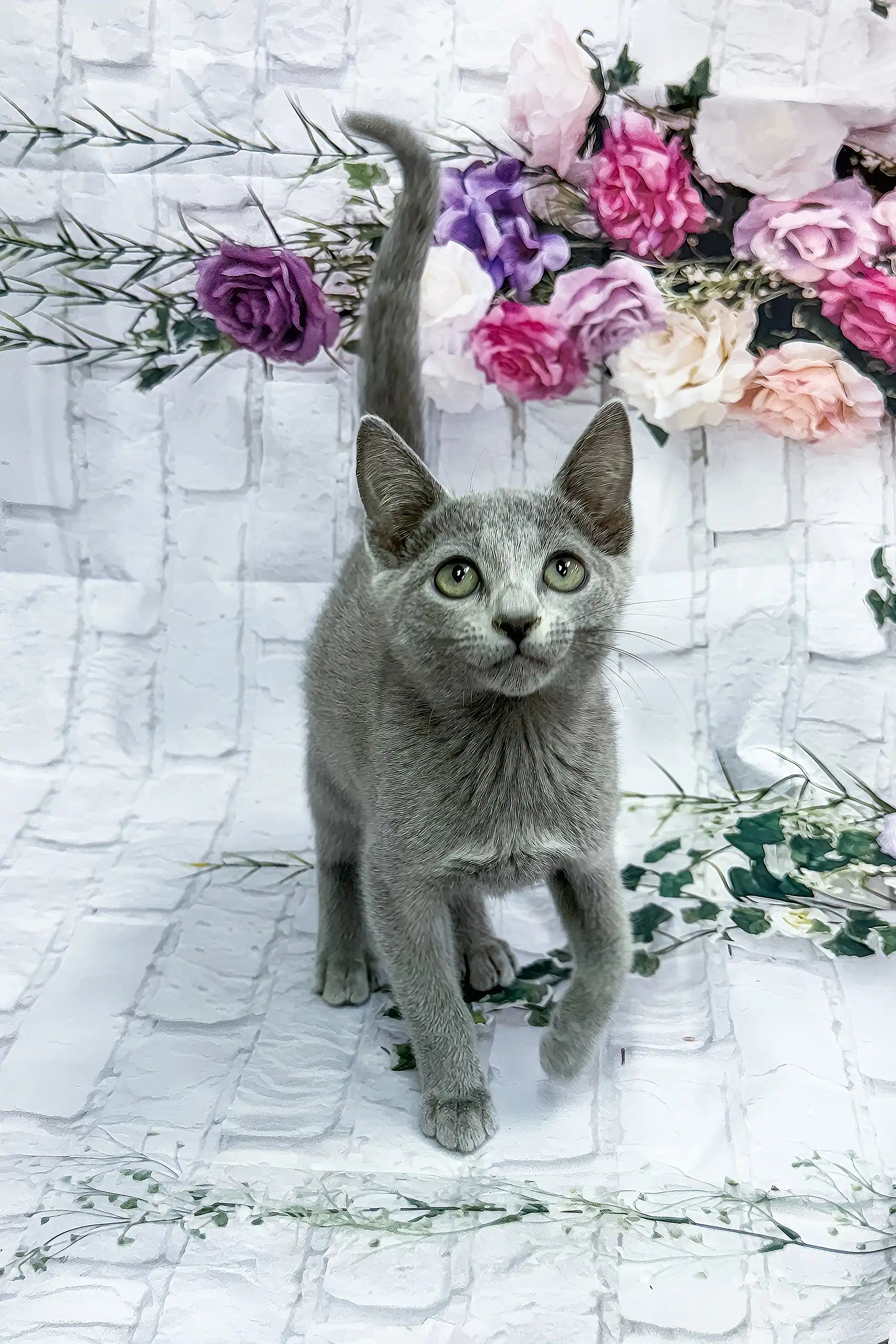 Arin the Russian Blue: Your Future Furry Friend