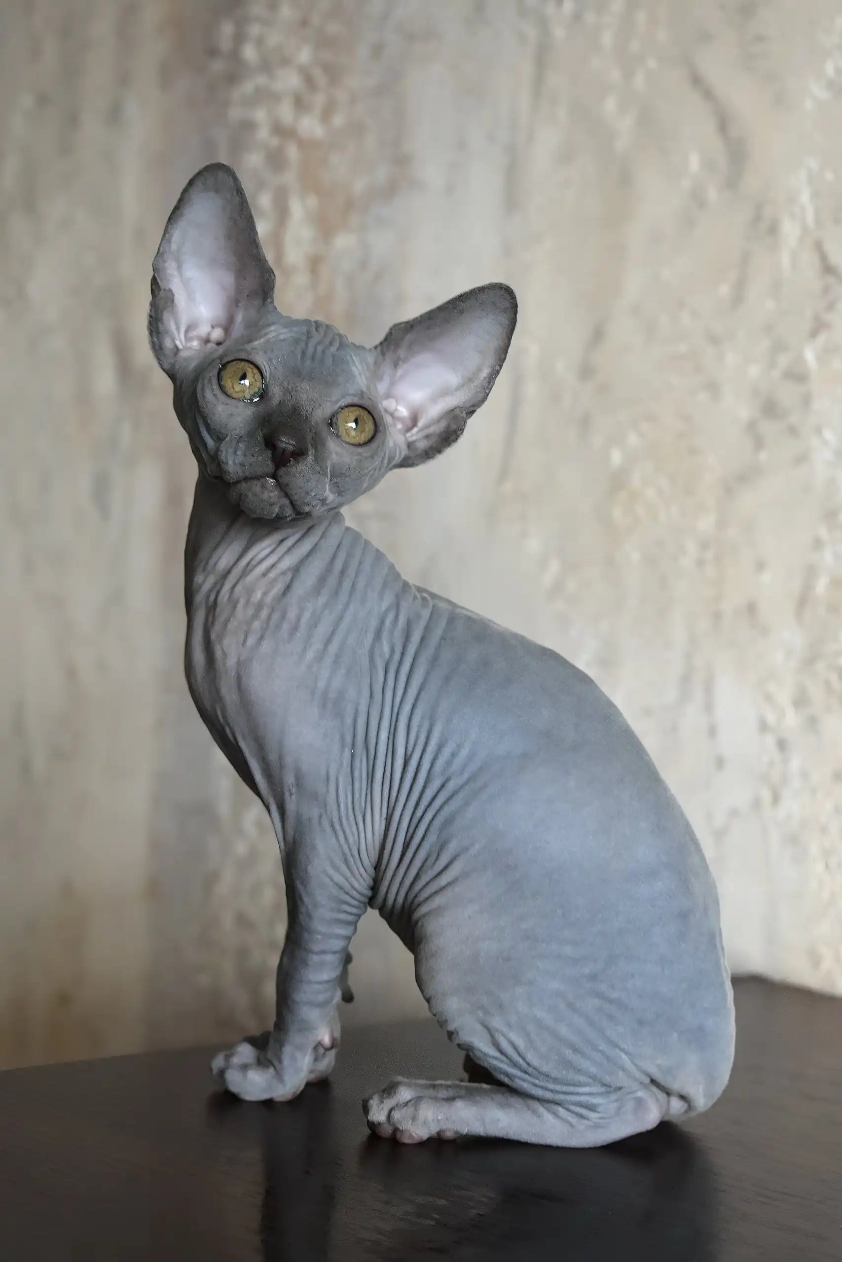 Meet Aristocrat Canadian Sphynx Kitten with Blue Coat