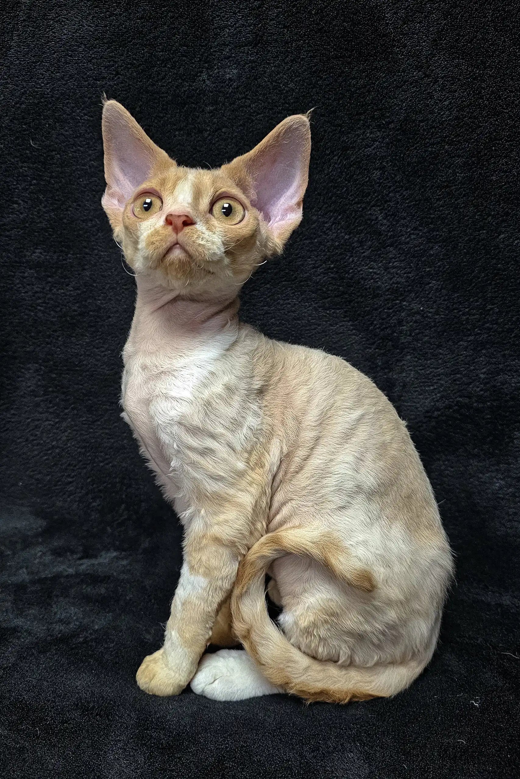 Aron Devon Rex Kitten Cream Fur & Gold Eyes