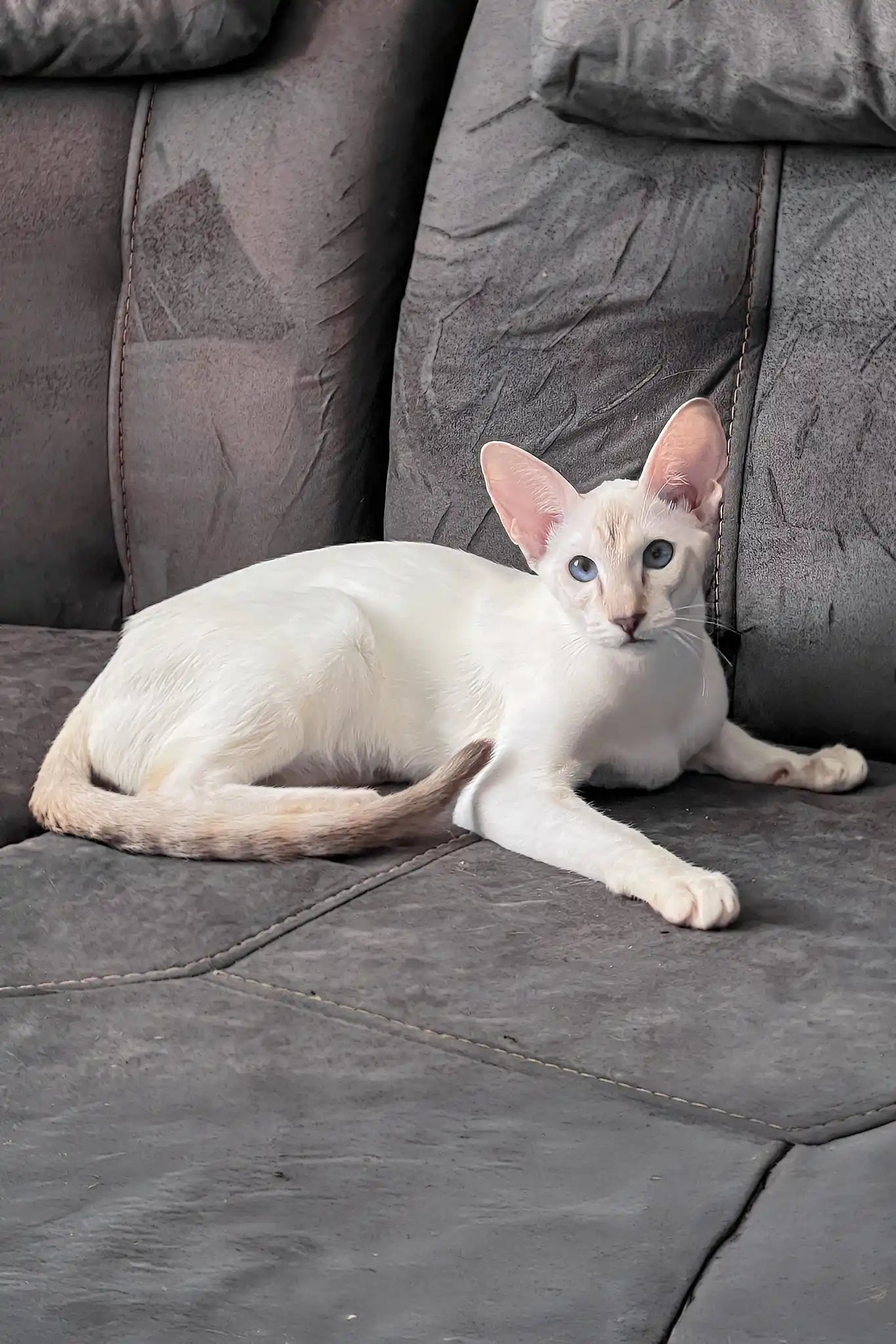 Meet Athena: Your Elegant Oriental Shorthair Kitten