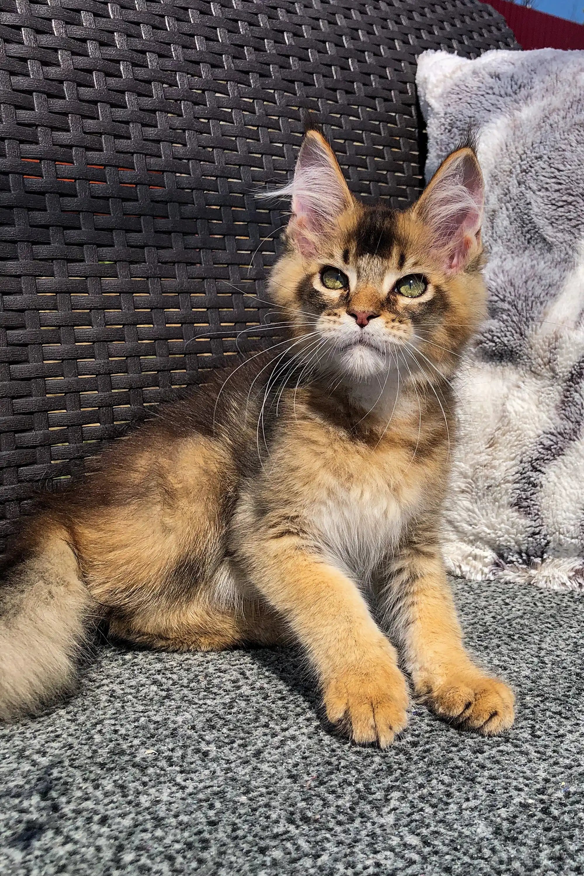 Atlas Golden Maine Coon Kitten Sweet Tabby Beauty