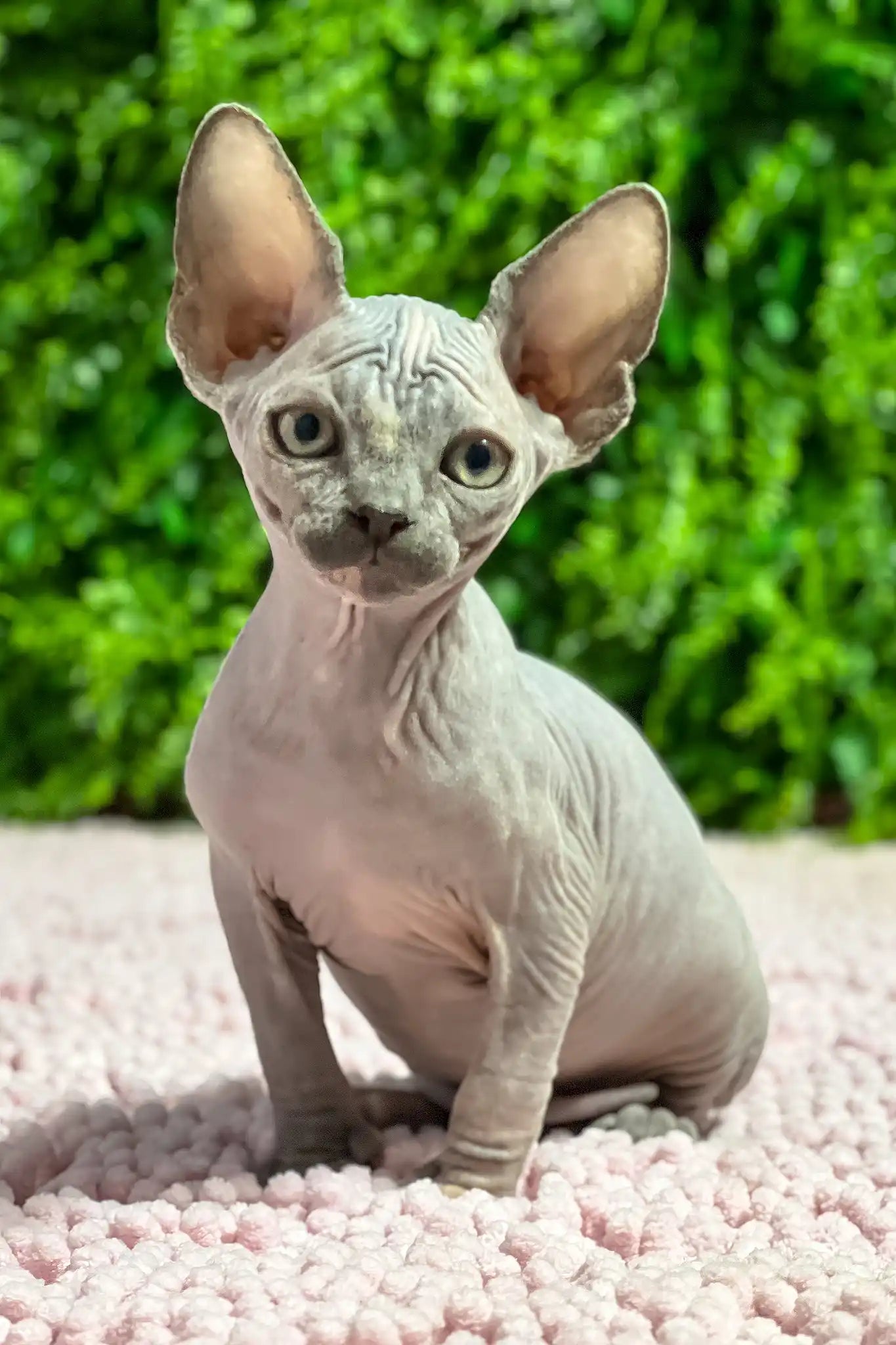 Meet Aurora The Charming Sphynx Kitten