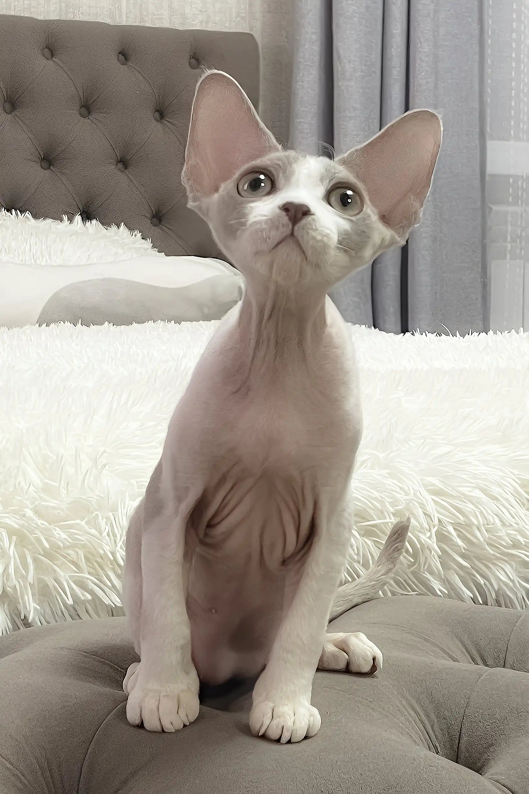 Baloo the Lovable Chocolate Bicolor Devon Rex Kitten