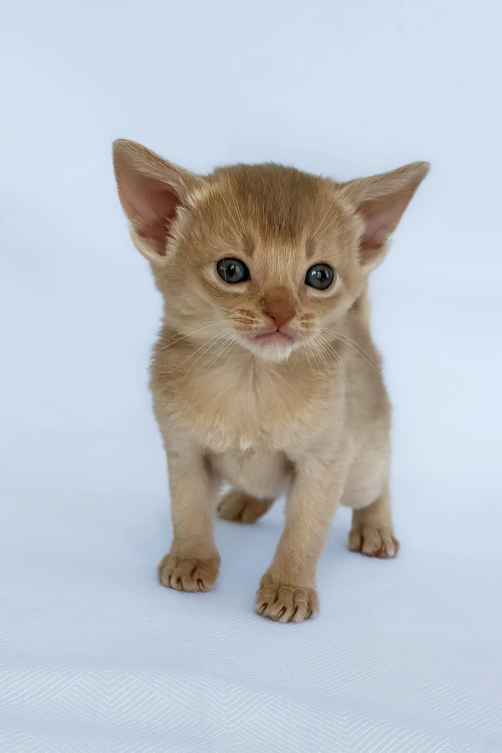 Meet Baron: The Fawn Abyssinian Kitten Stealing Hearts Everywhere!