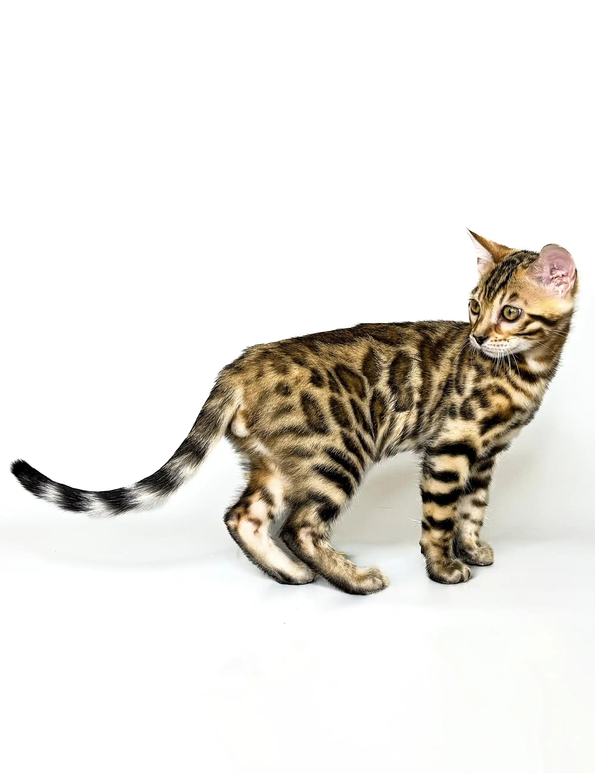 Conclusion: Is A Bengal Cat Right For You | Purebred Kitties