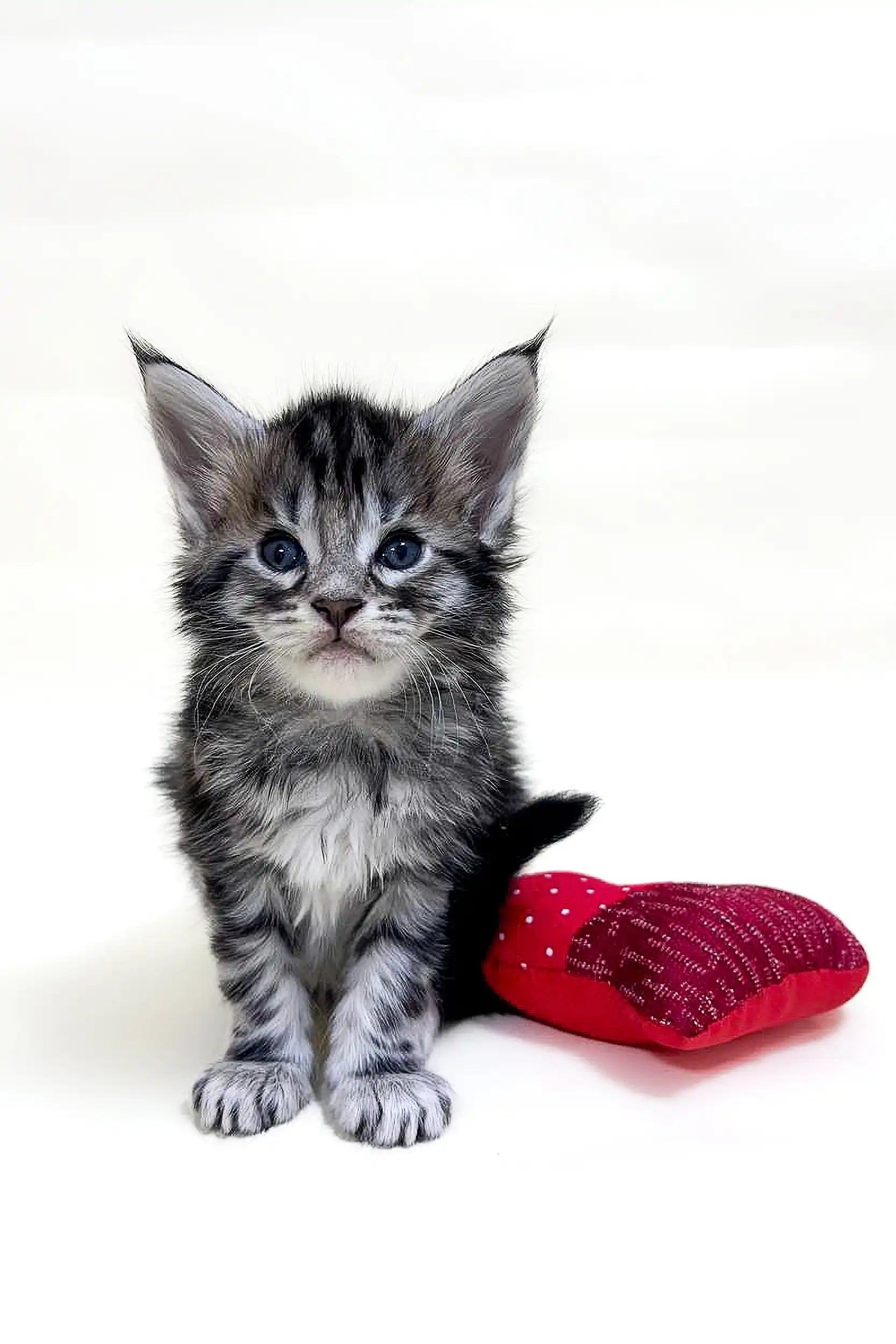 Meet Bean The Adorable Maine Coon Kitten