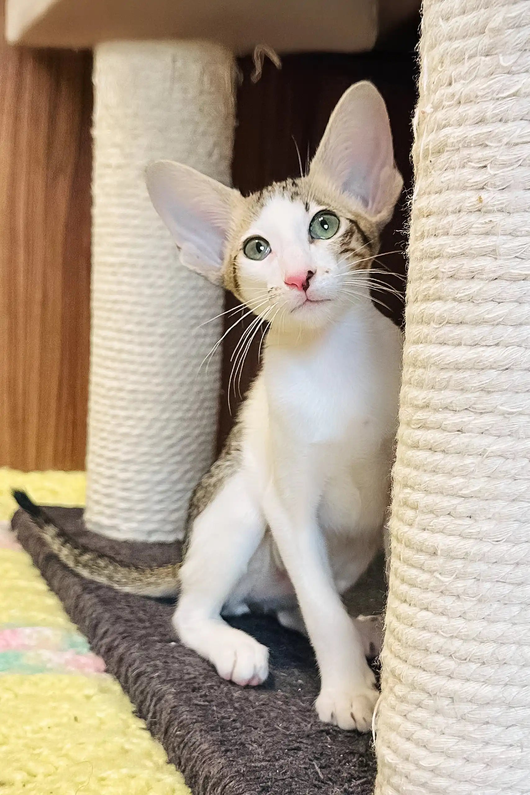 Meet Belissimo the Sweet Oriental Shorthair Kitten
