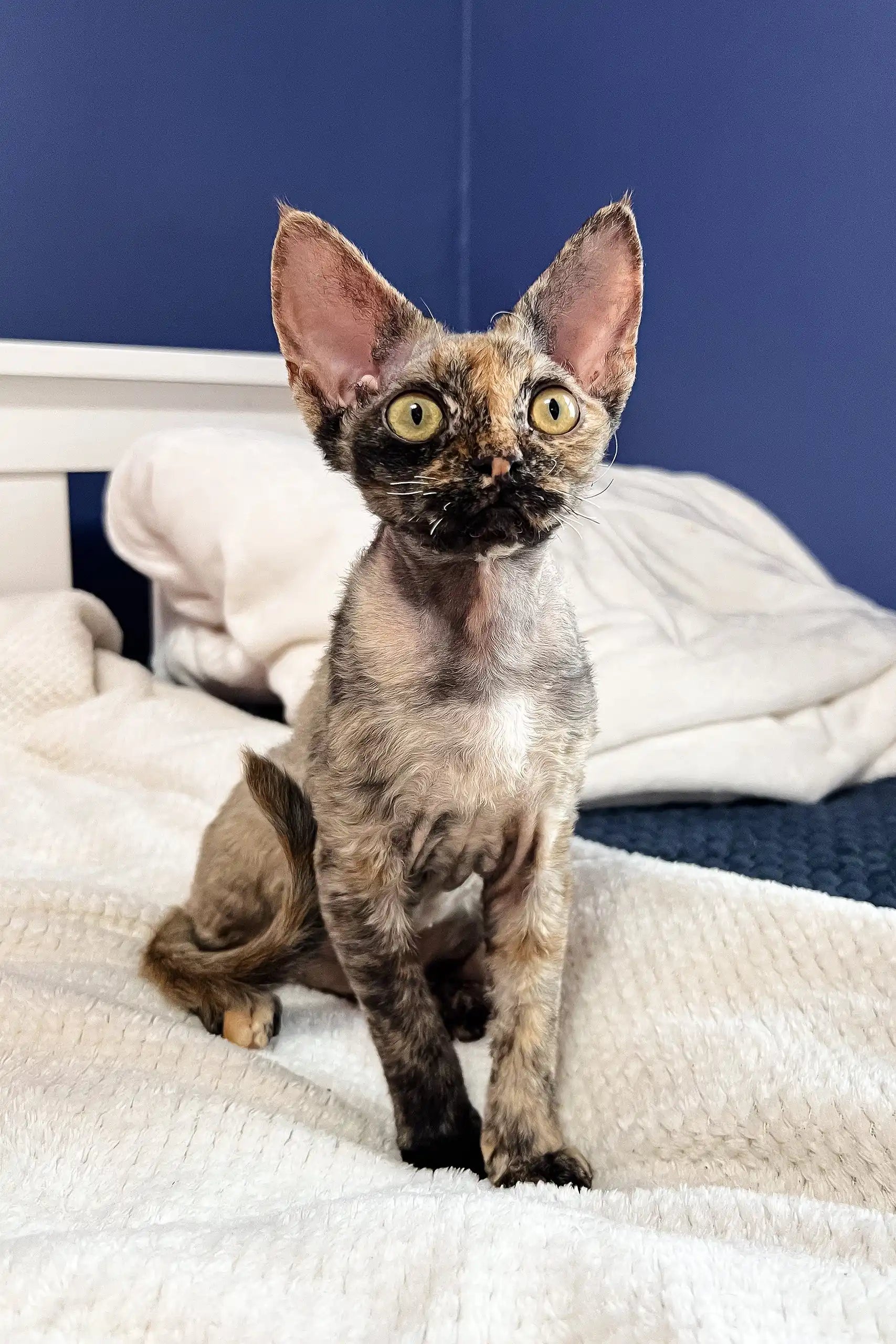 Bella the Lovable Calico Devon Rex Kitten