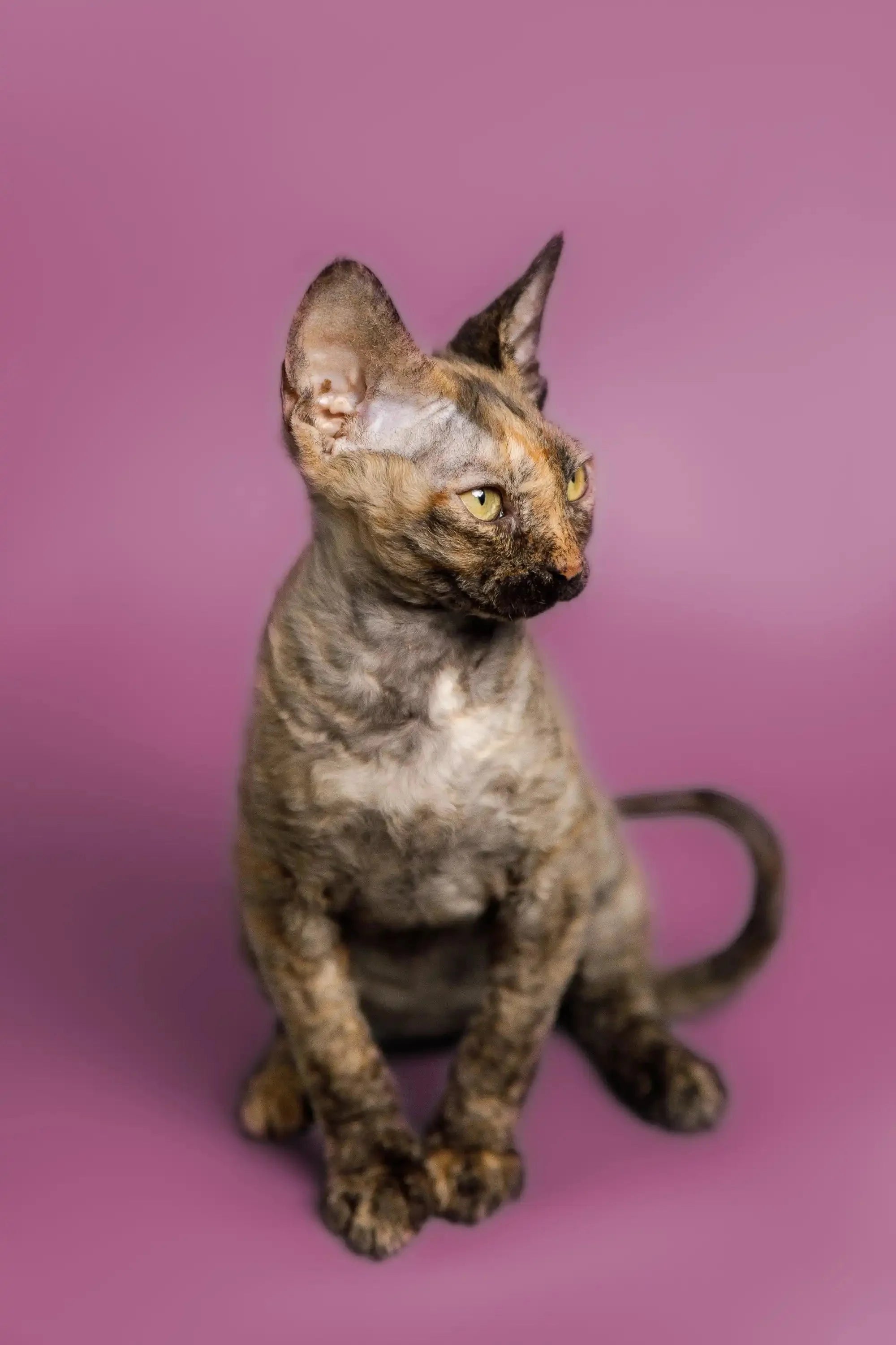 Adopt Belle, the Captivating Female Devon Rex Kitten – Purebred Kitties