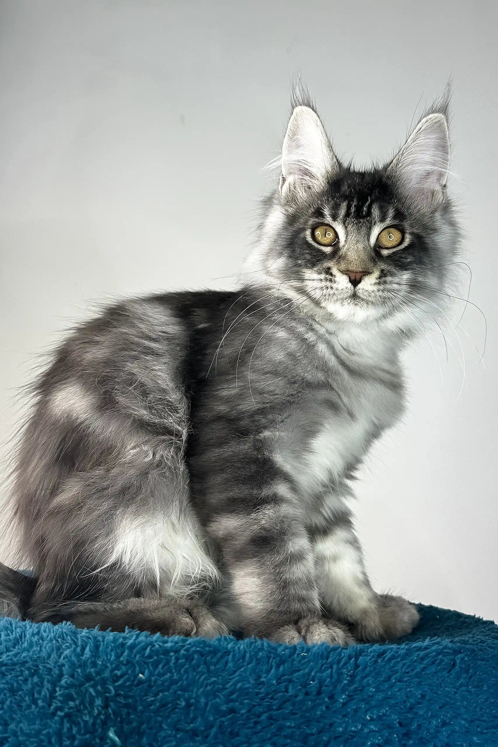 Benjamin the Fluffy Black Silver Classic Tabby Maine Coon Kitten