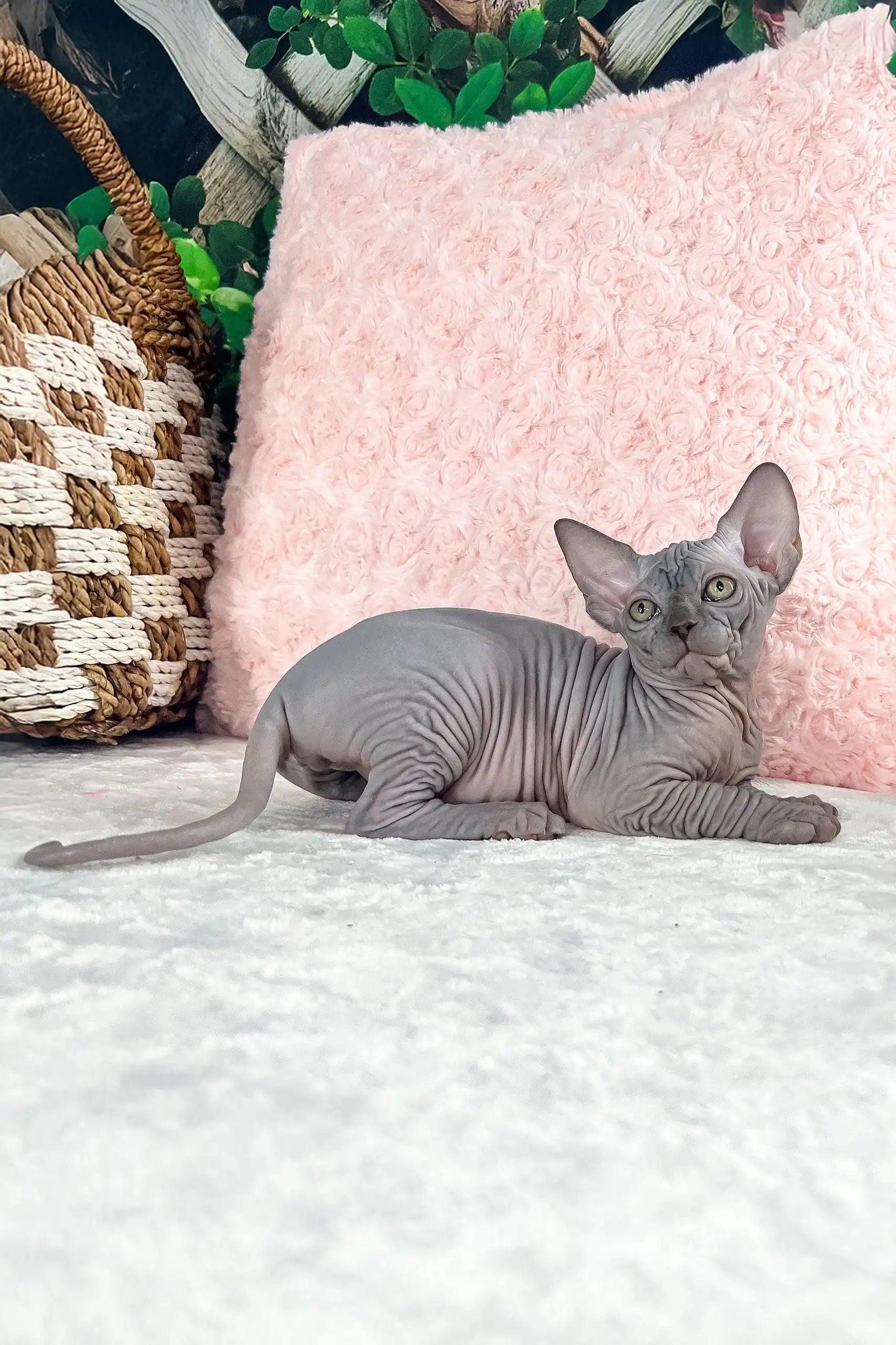 Bestina the Adorable Canadian Sphynx Kitten