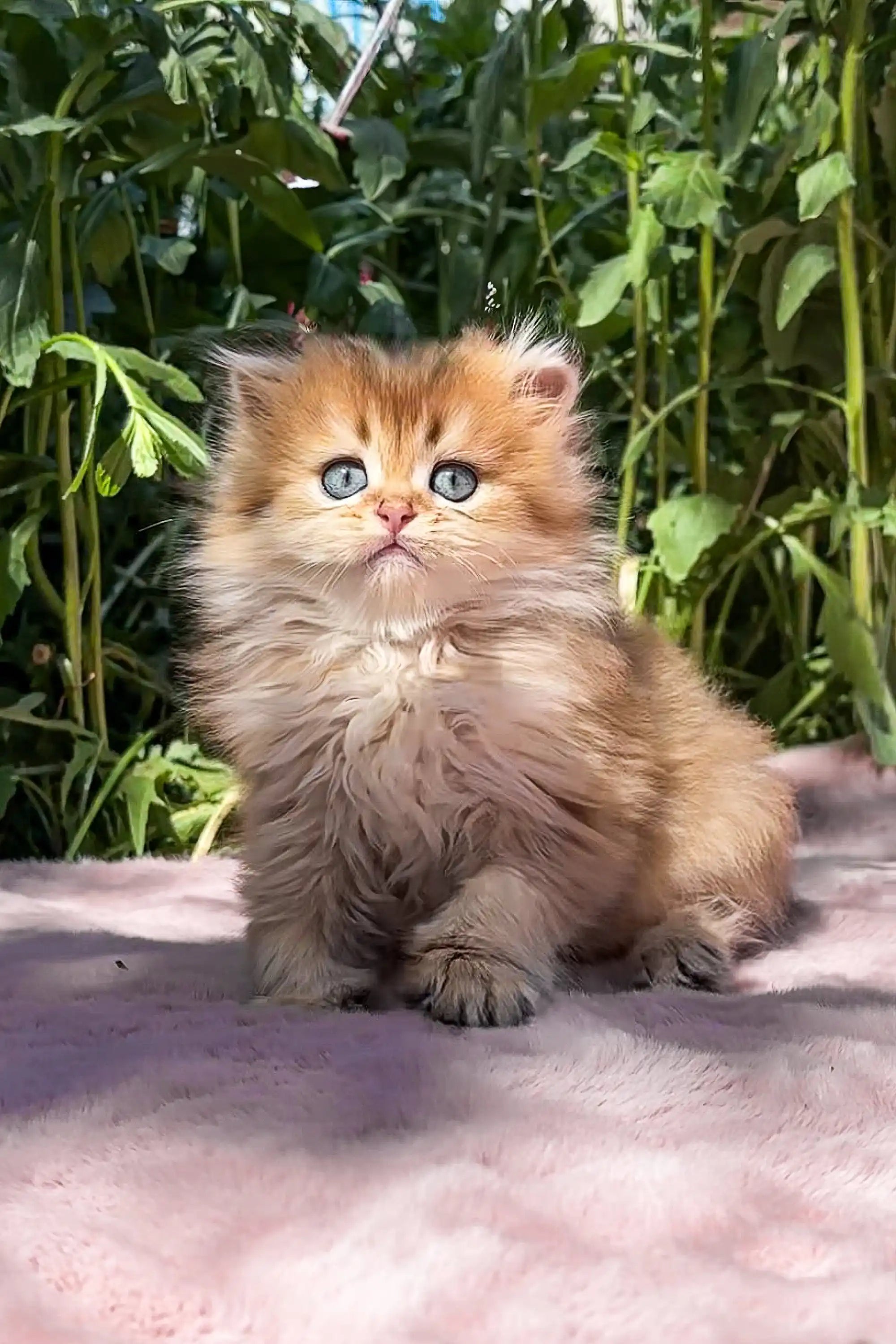Billi Scottish Straight Enchanting Fluffy Kitten
