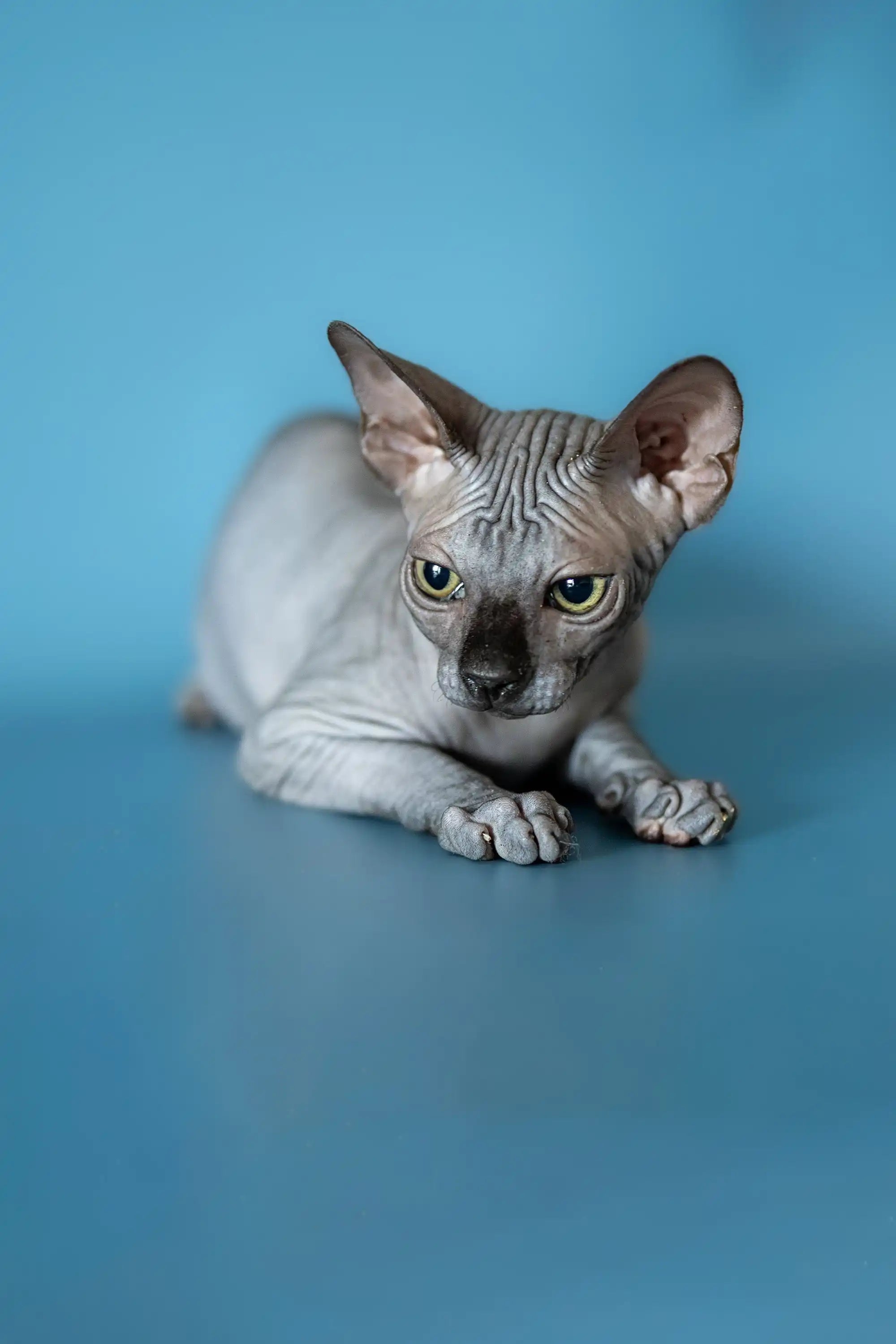 Adopt your Sweet Canadian Sphynx Kitten Today – Purebred Kitties